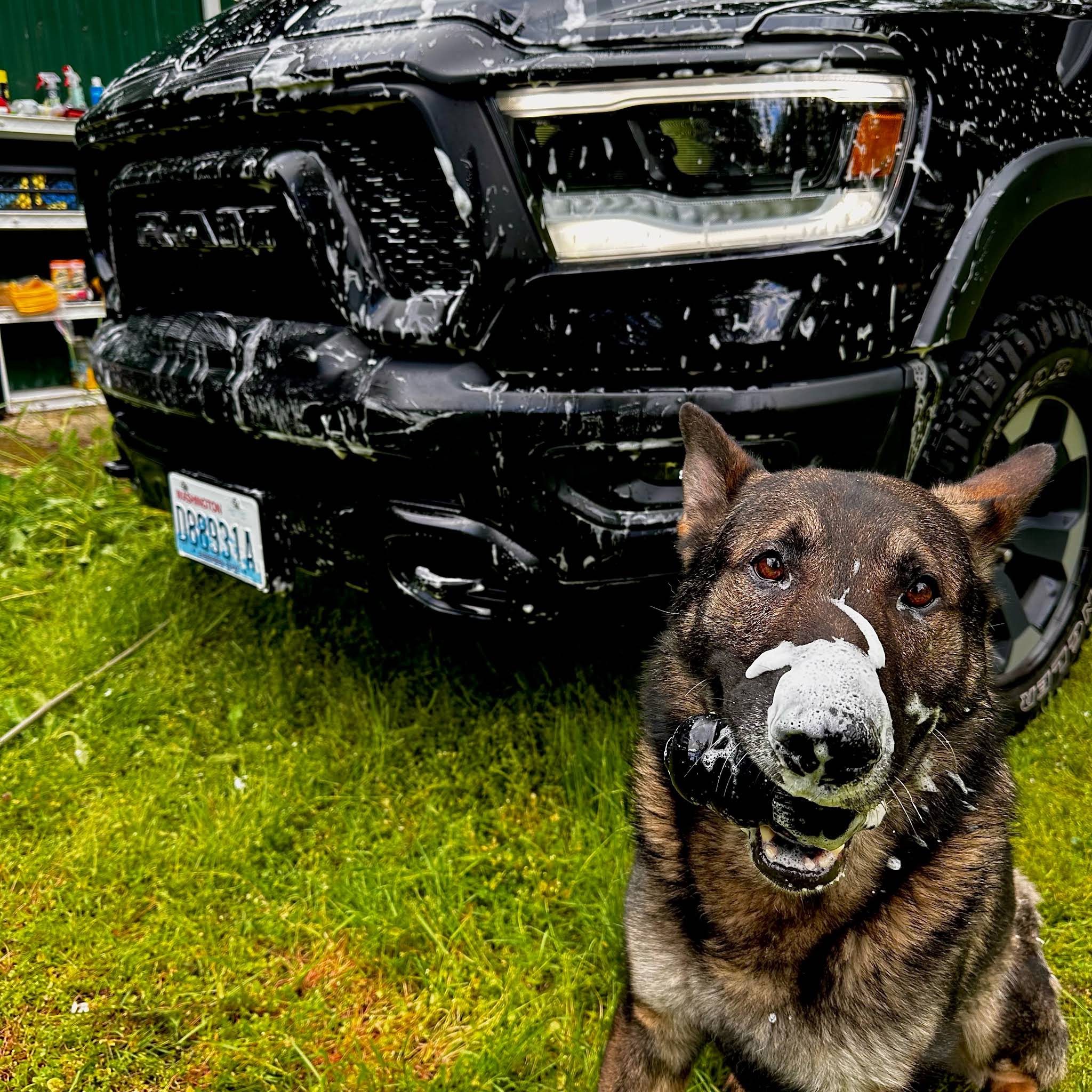 Post from K9 Arlo