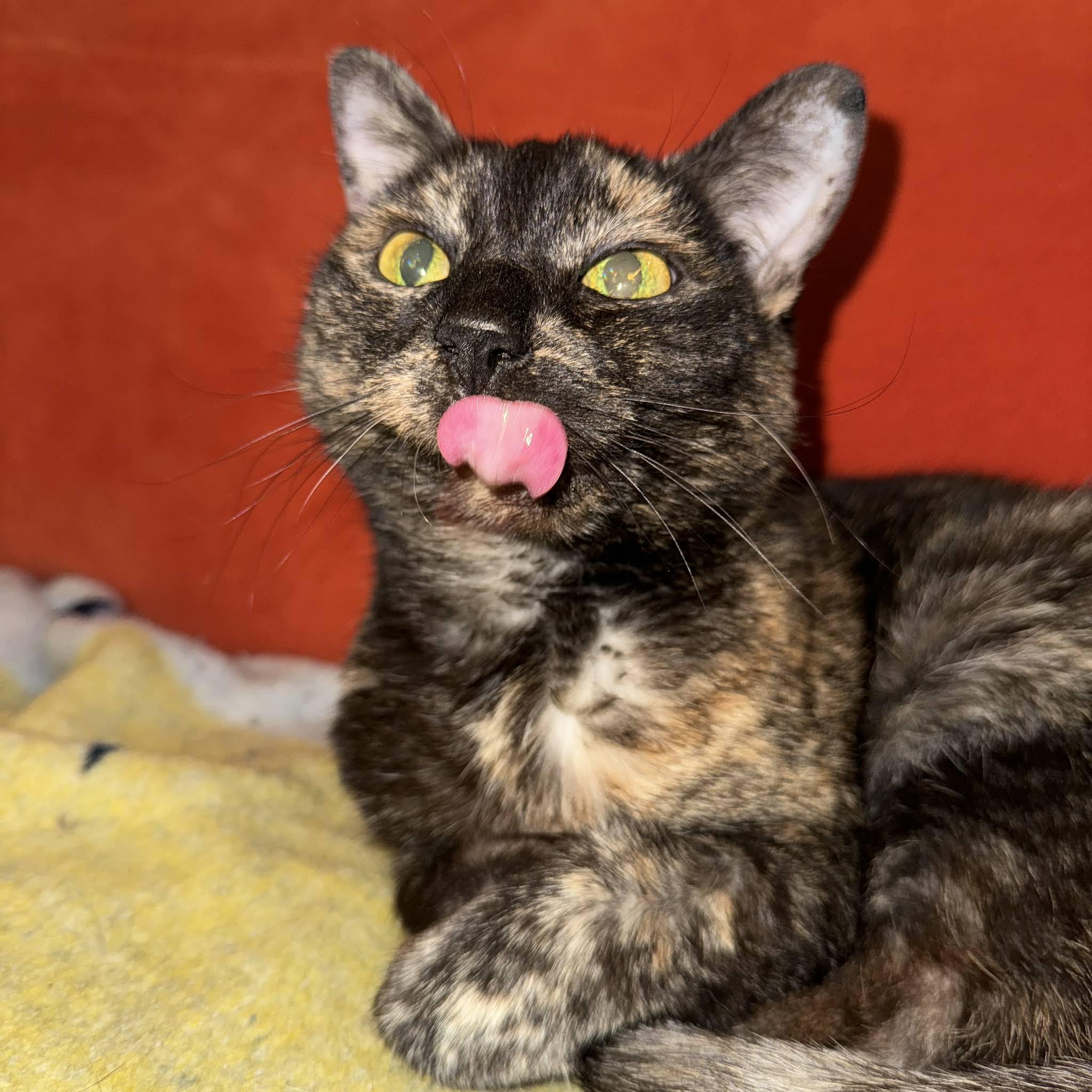 Post from Mauren | Cat Lady Tails