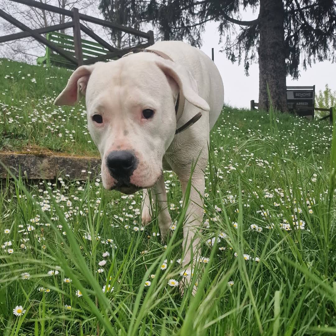 Post from The Life Of A Dogo