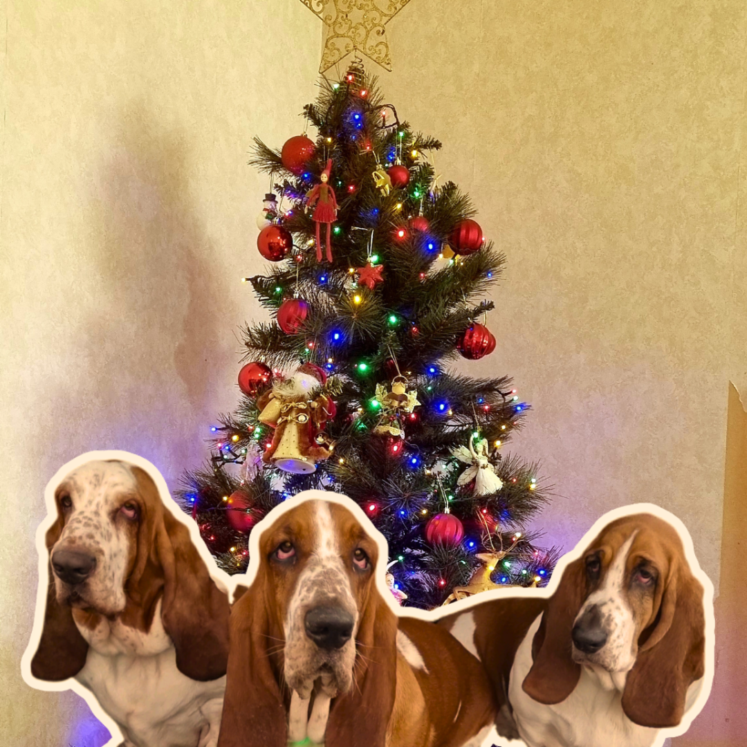Post from Flat Basset