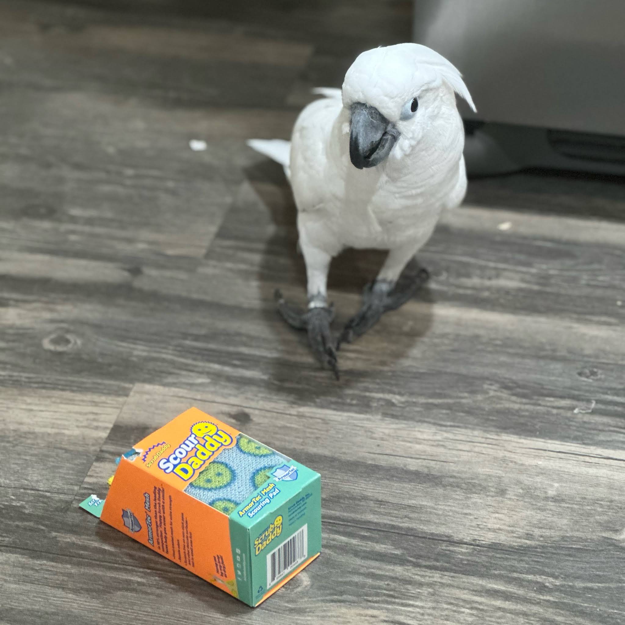 Post from Buster The Cockatoo