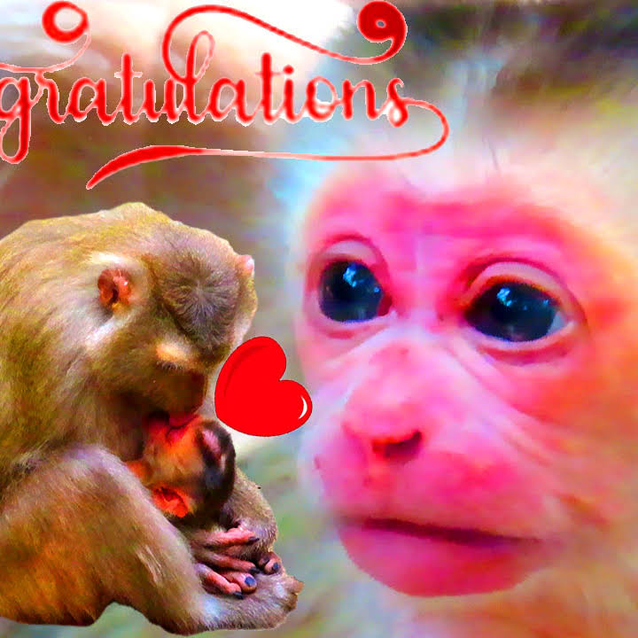 Post from SH animals