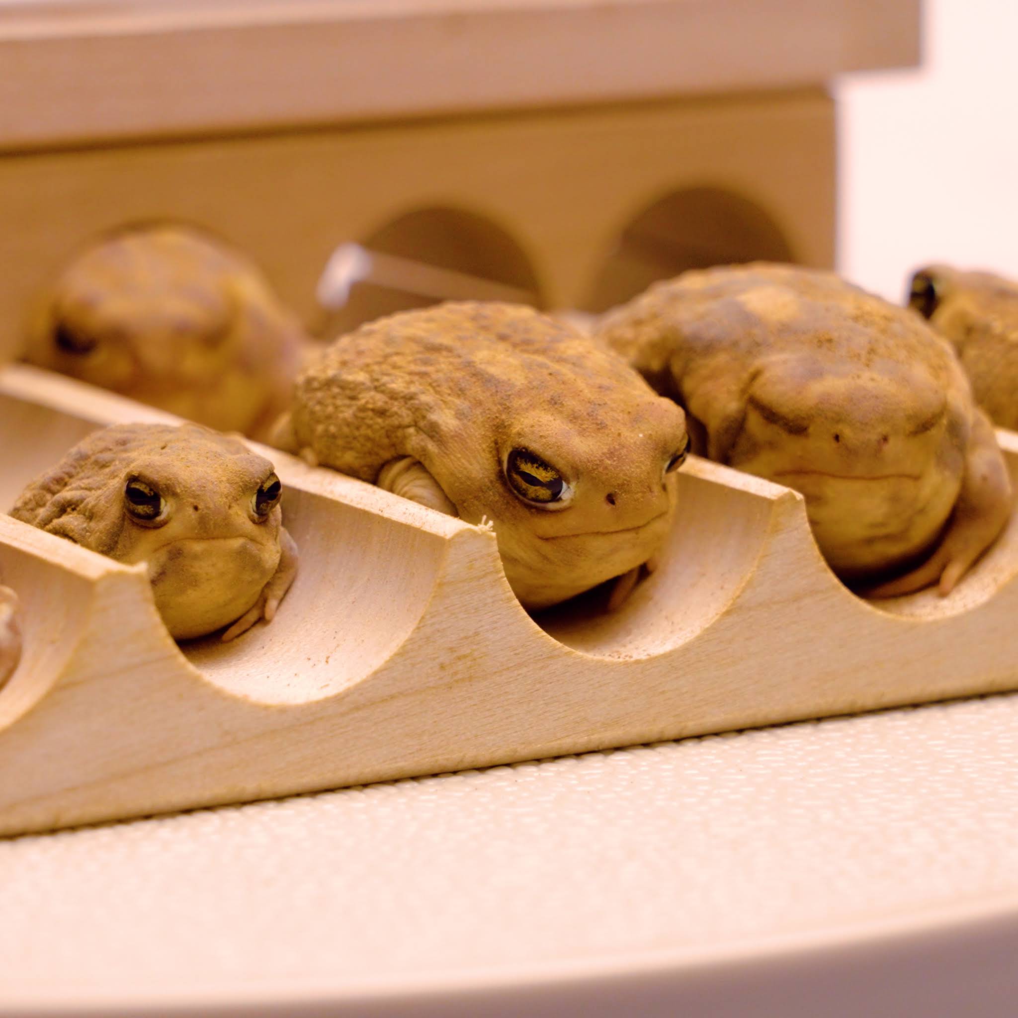 Post from KABUKI FROGS | ROUND 2