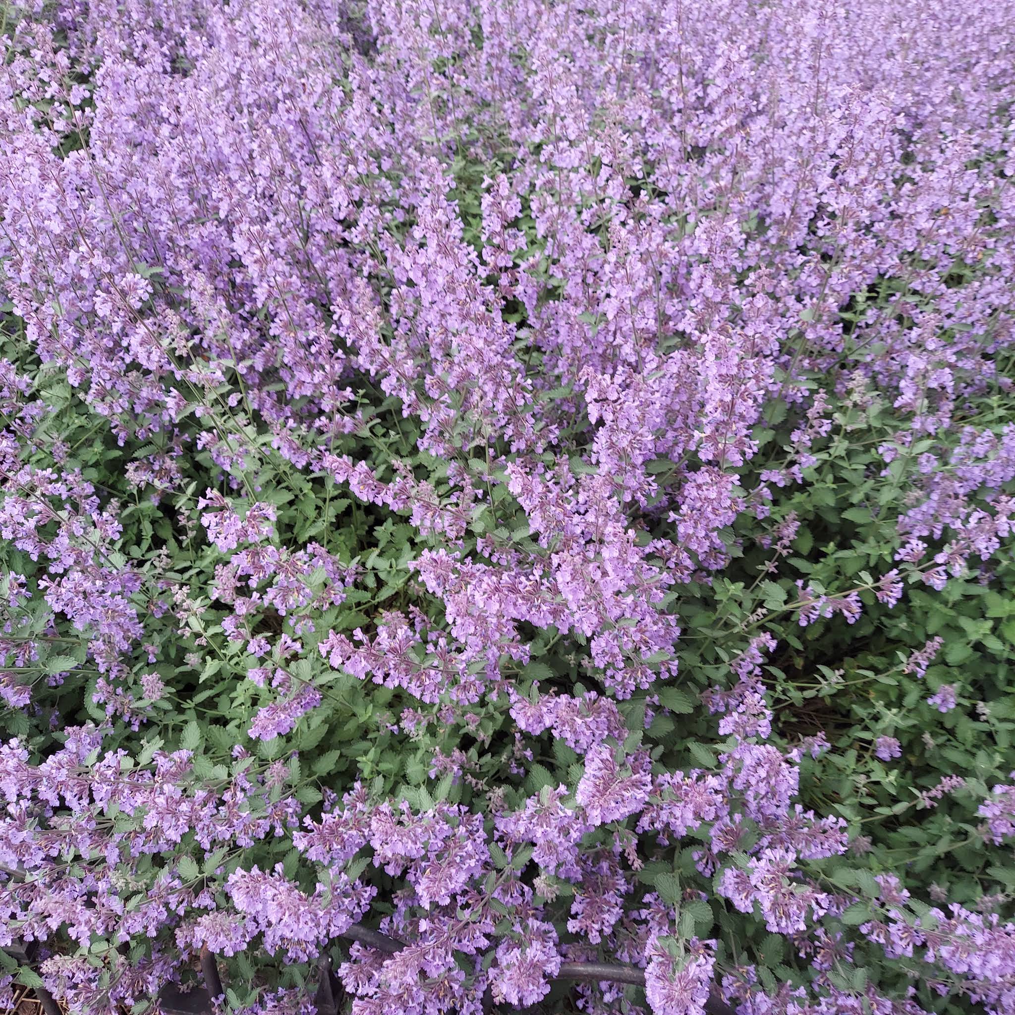 Post from a-chaotic-rat