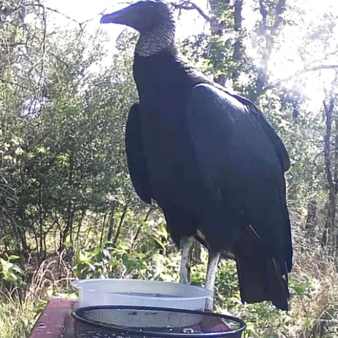 Post from Texas Bird Feeder Cam