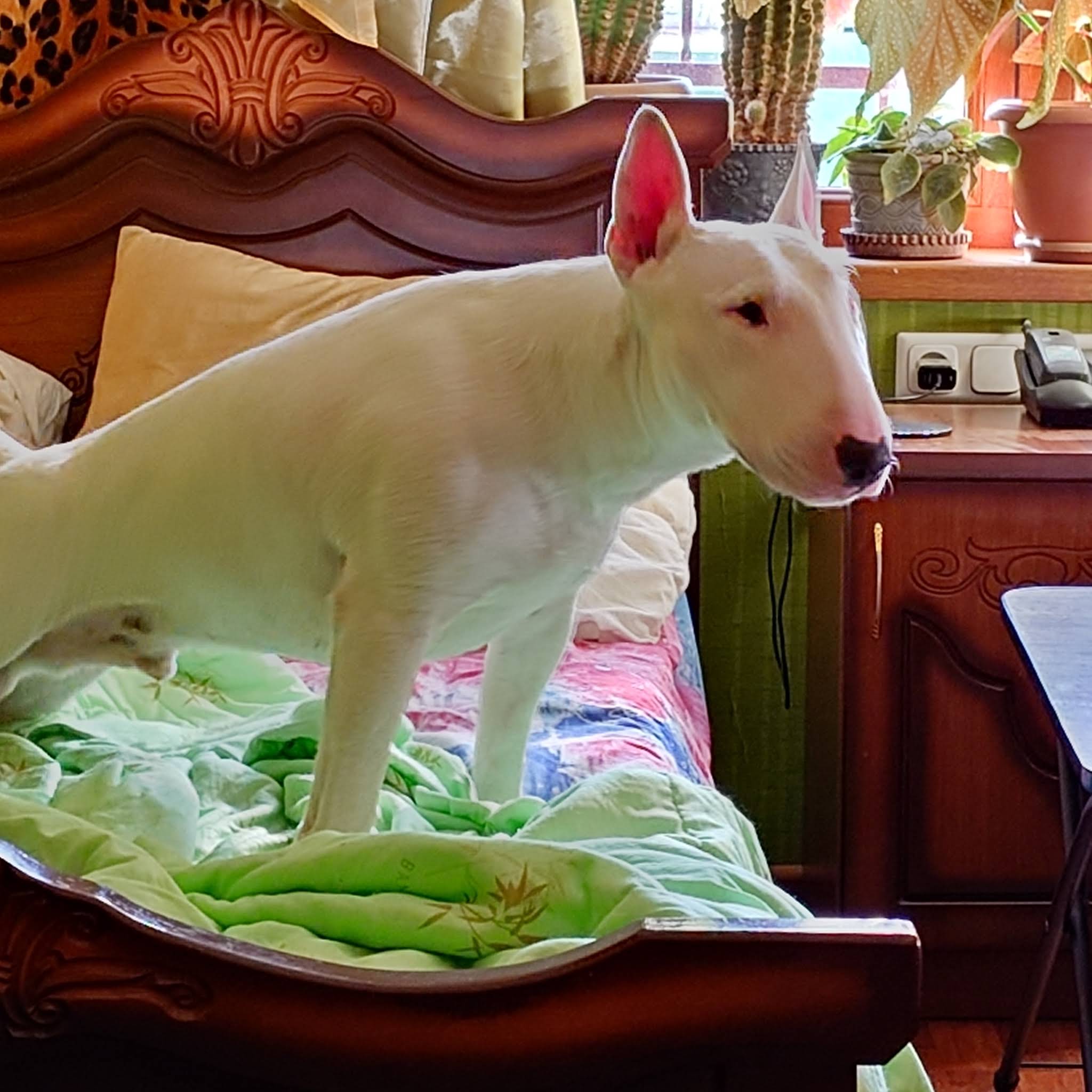 Post from Snap Bull Terrier