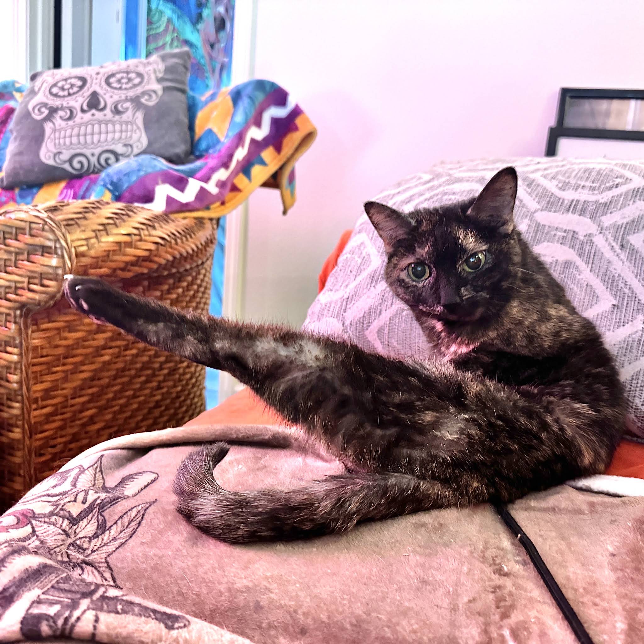 Post from Mauren | Cat Lady Tails