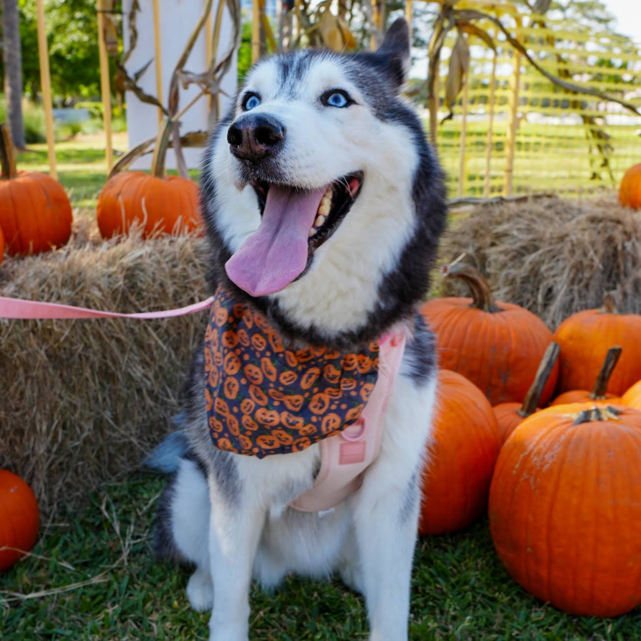 Post from Meeka The Husky