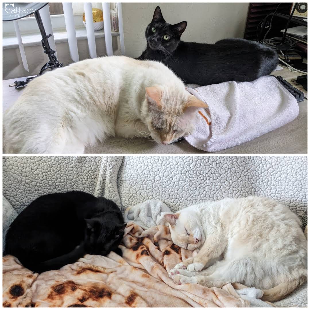 Post from Cat Lady Fitness