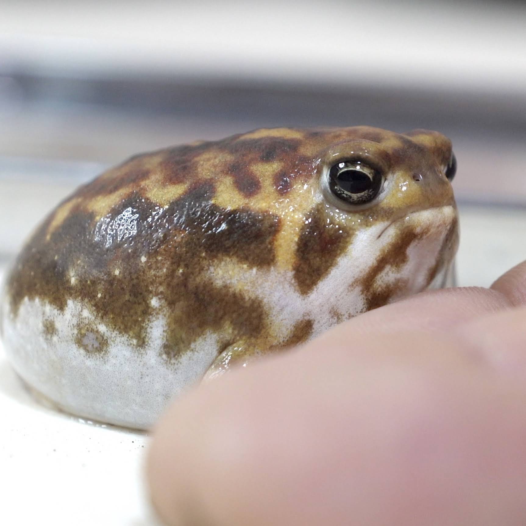 Post from Frog Pamper Moony Plus