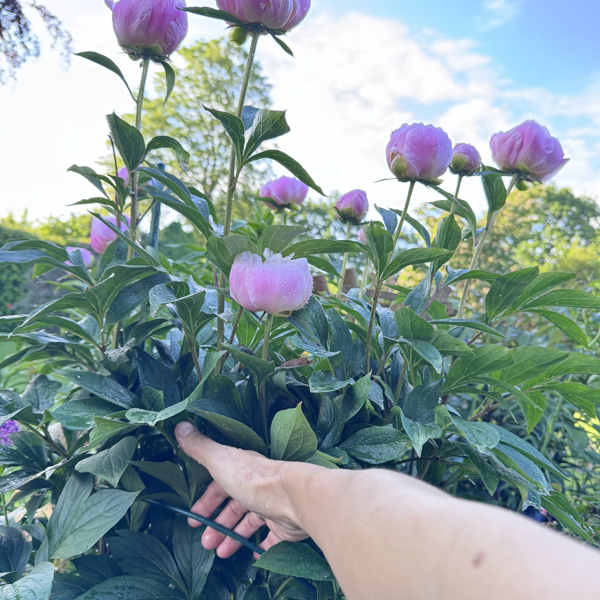 Post from Hua‘ s garden *华园记*