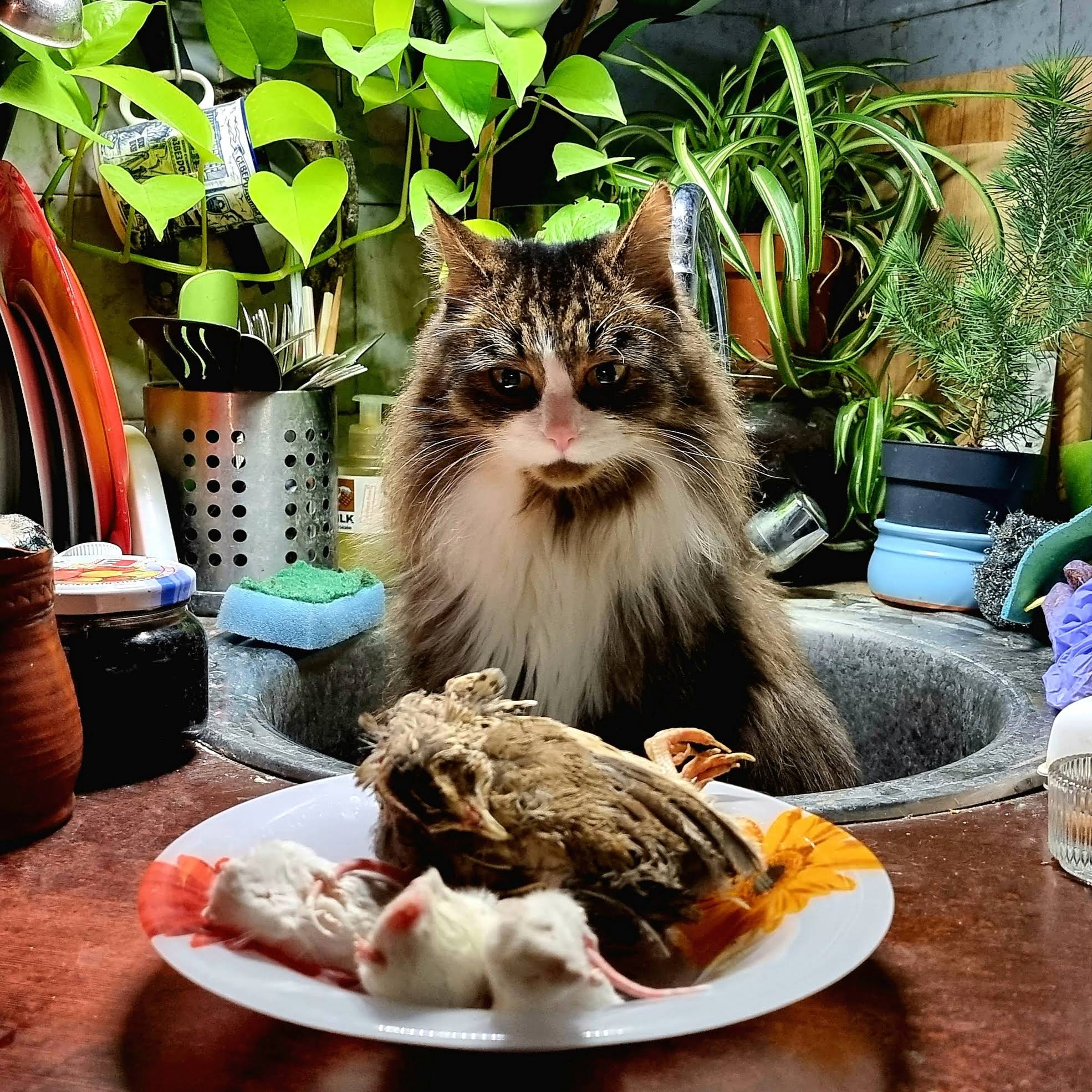 Post from Yoll the Eagle-Owl