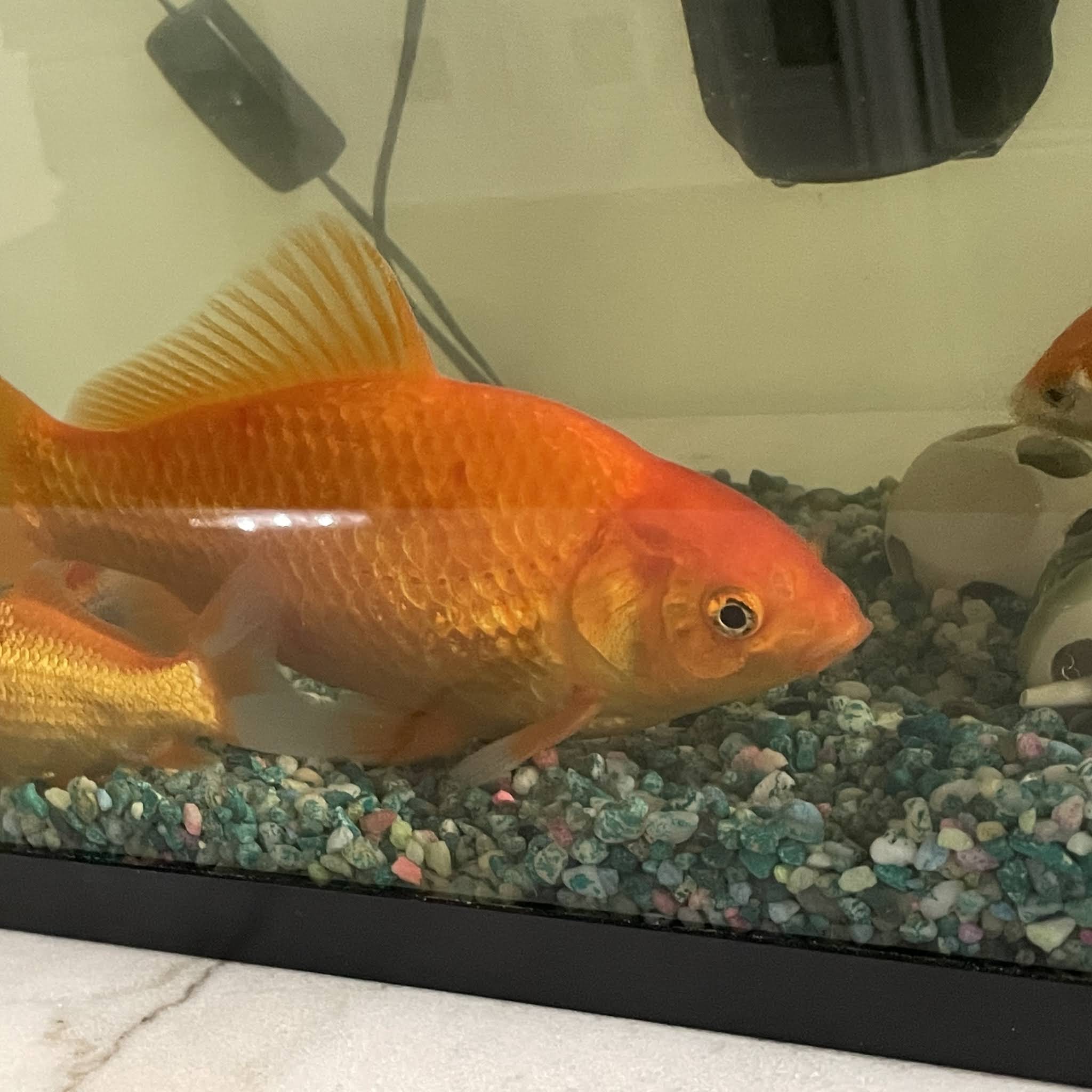 Post from OoferGuide