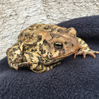 Post from Toads On The Road