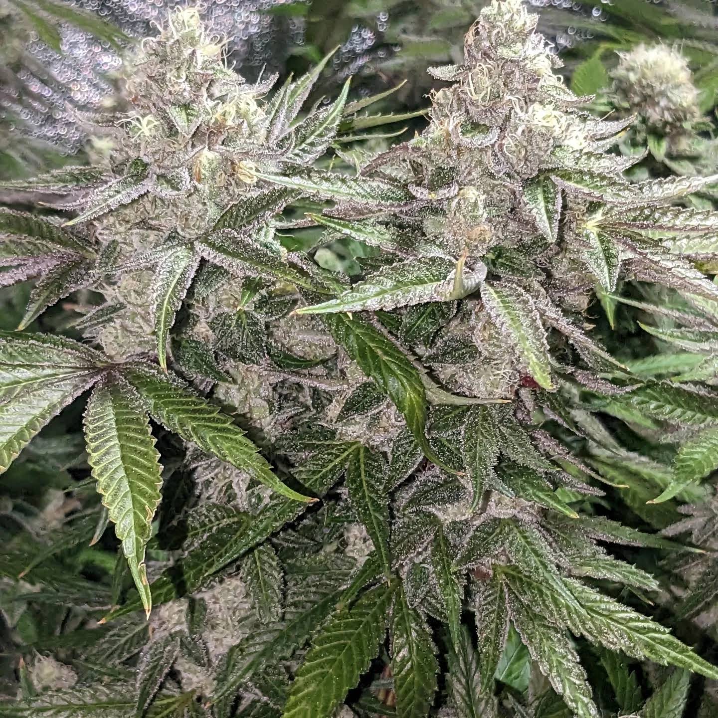 Post from Ben Chasin' Big Budz