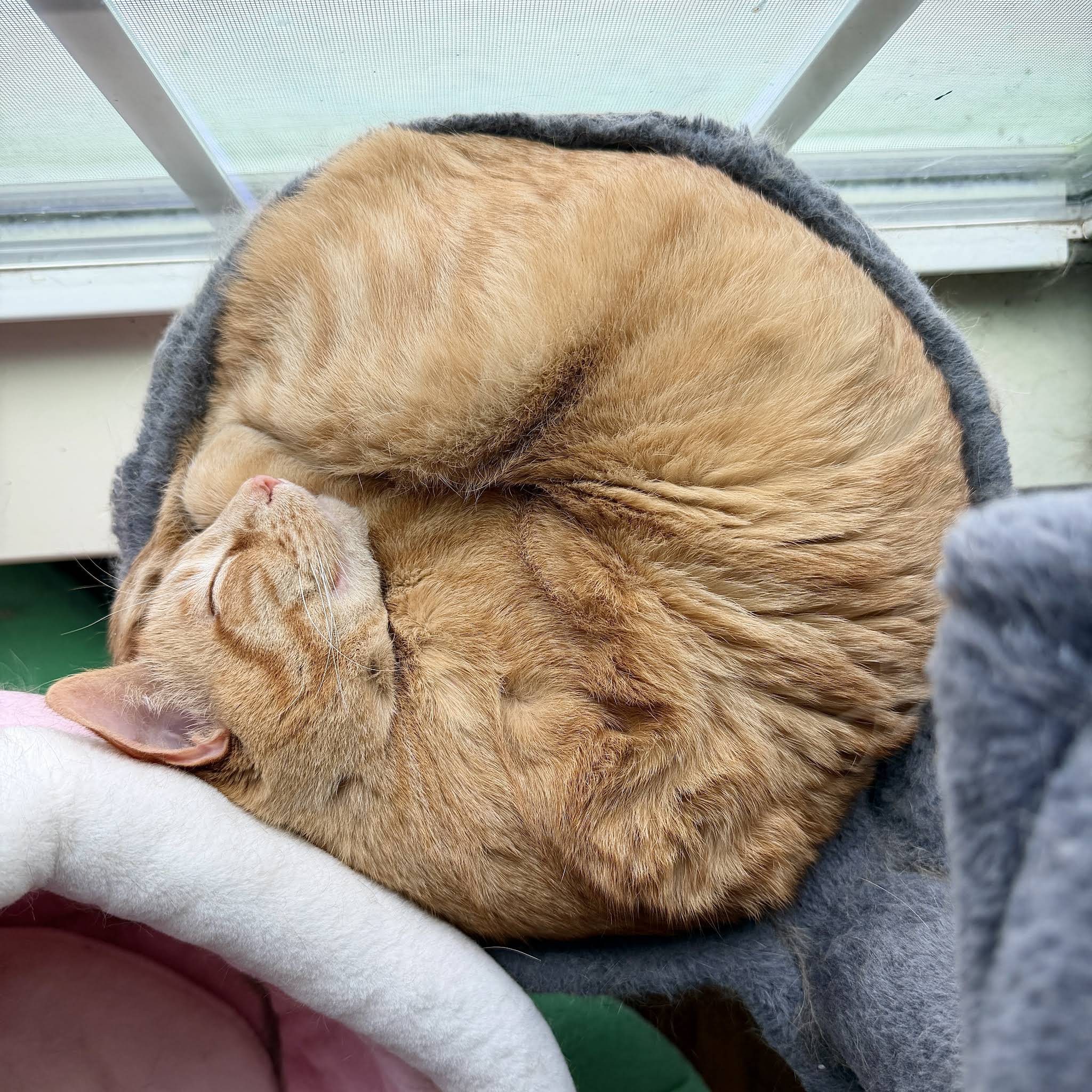 Post from Mauren | Cat Lady Tails