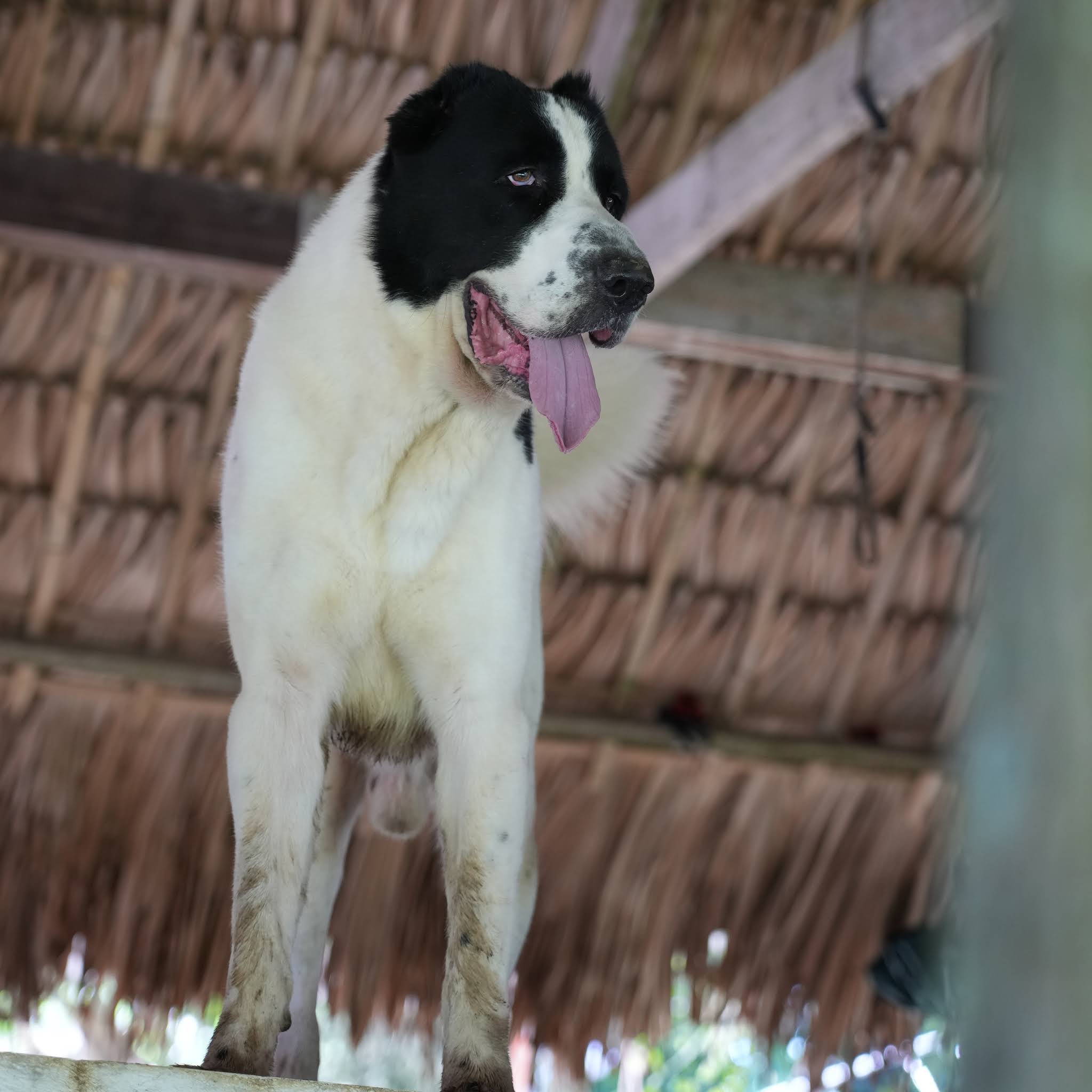 Post from Supero Dog Farm