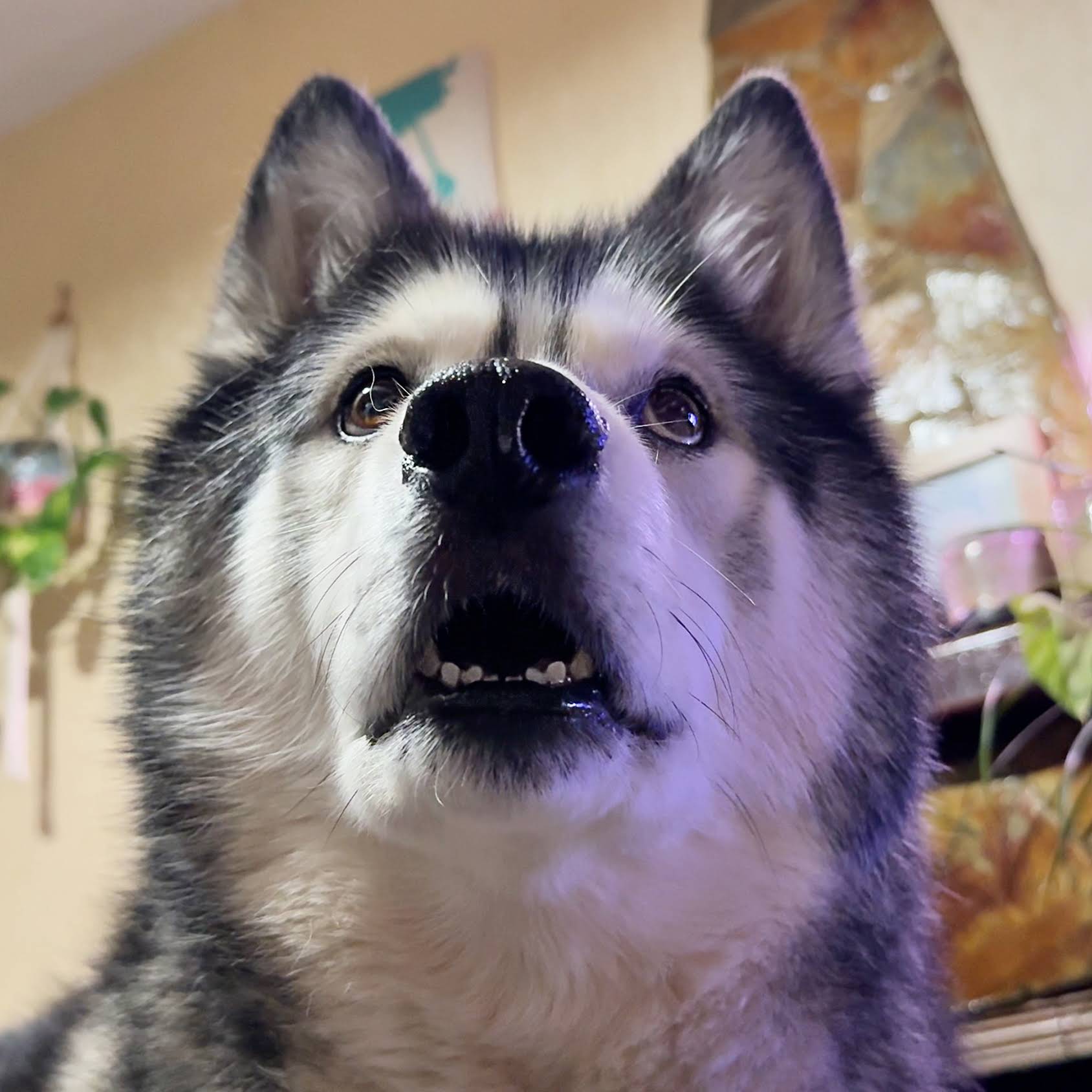 Post from K'eyush The Stunt Dog