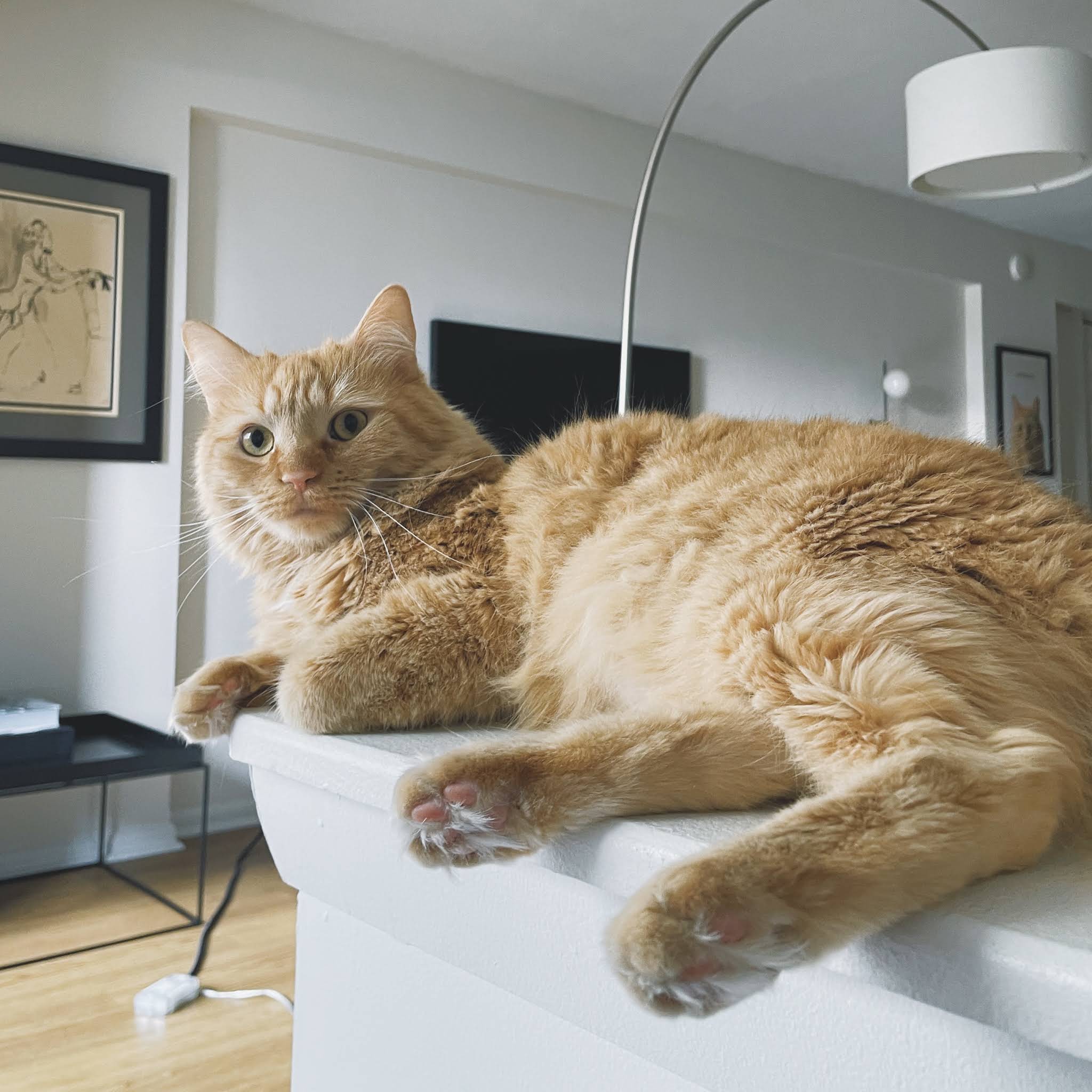 Post from Oh Charlie Cat