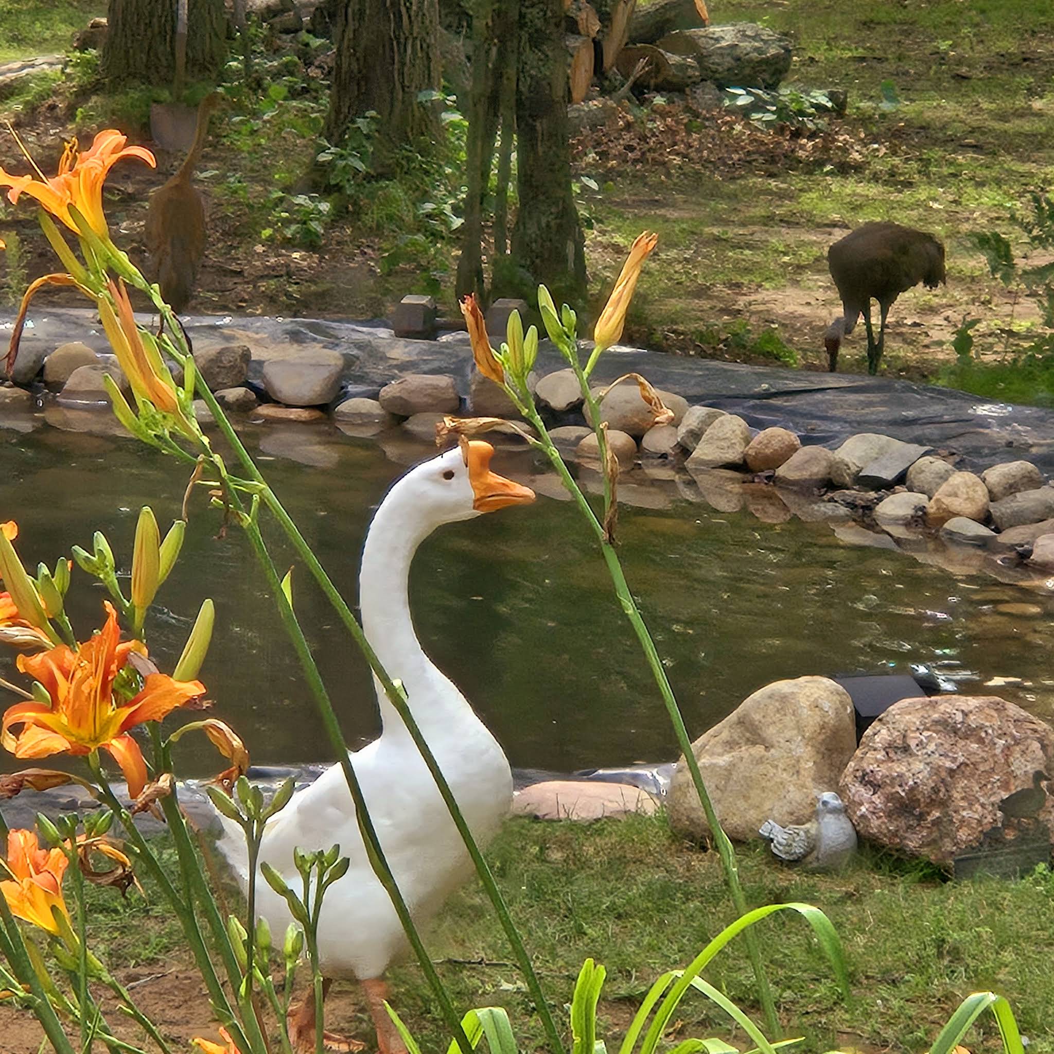 Post from George's Happy Goose family