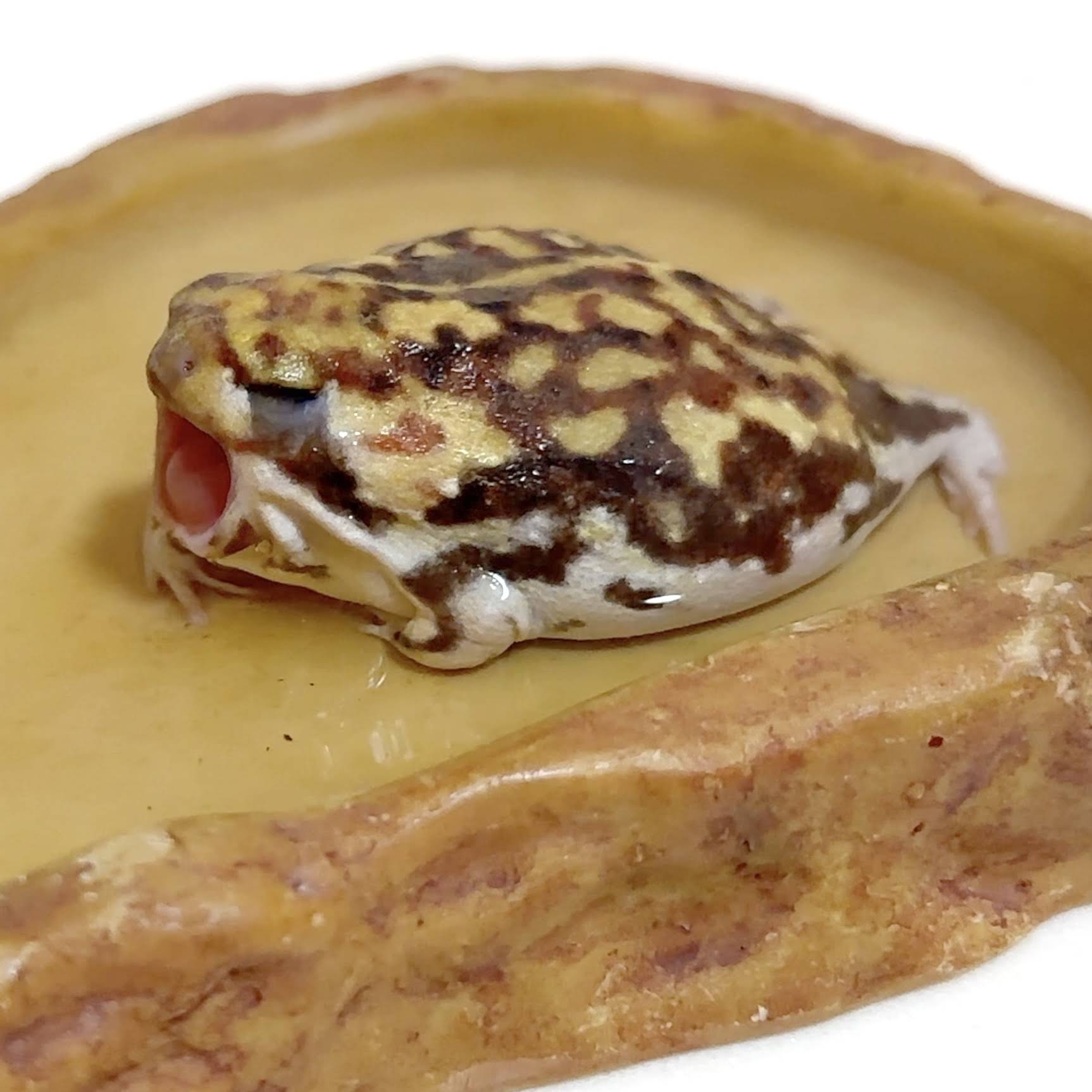 Post from Frog Pamper Moony Plus