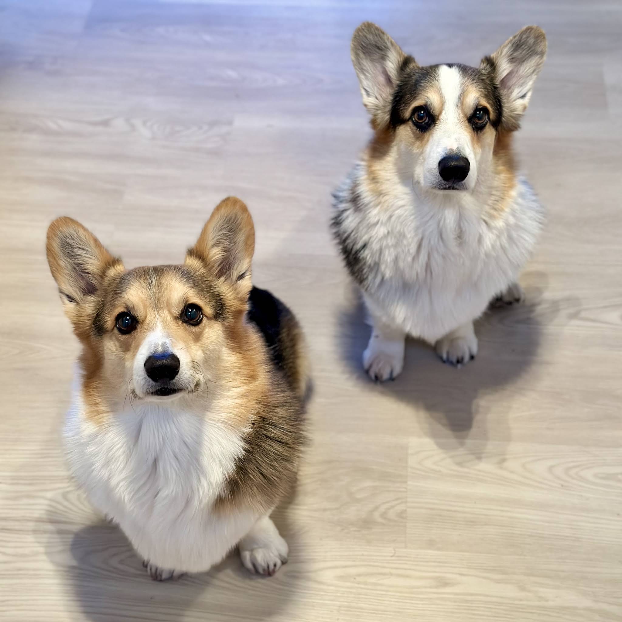 Post from Brady & Graffiti the Corgis