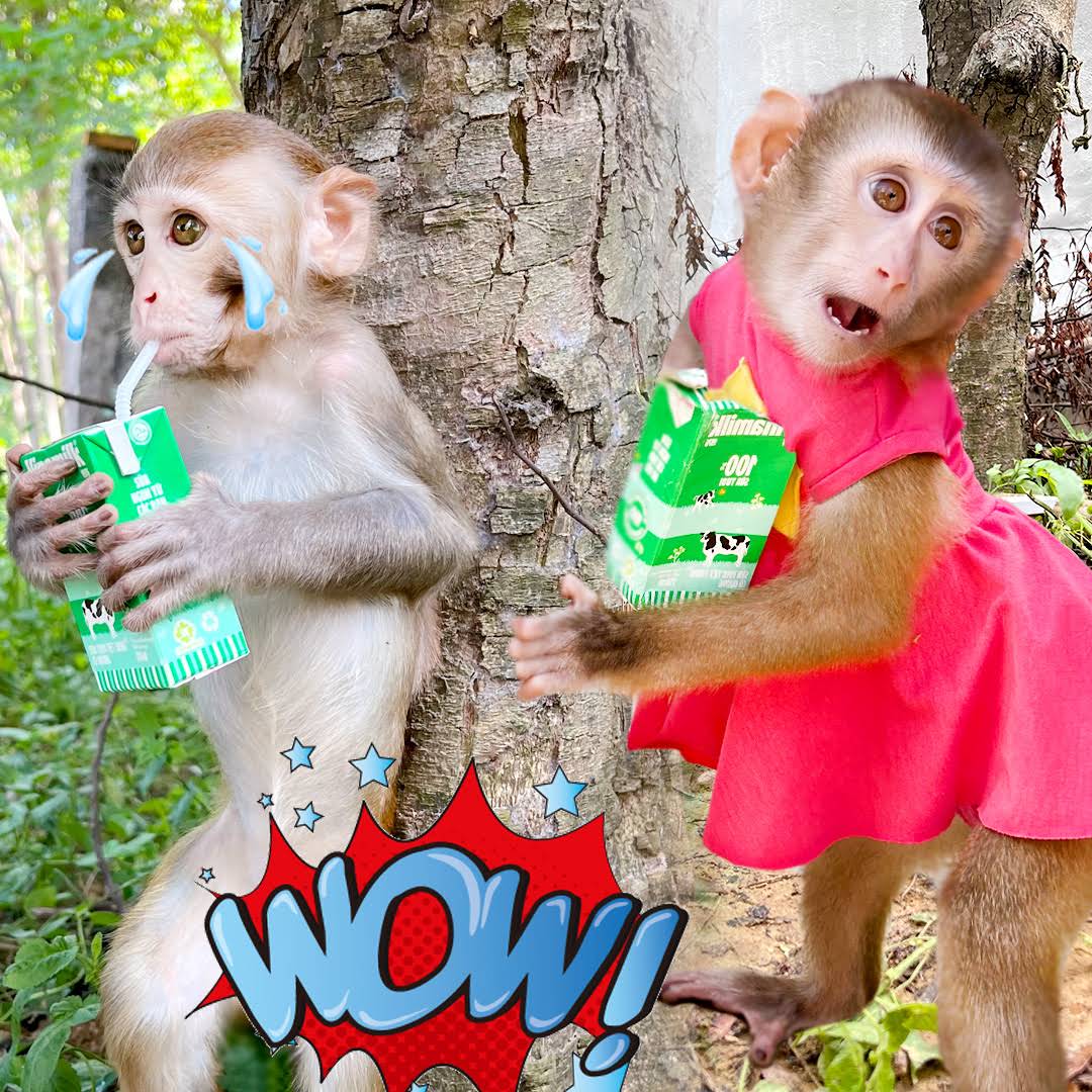 Post from Monkey Mon