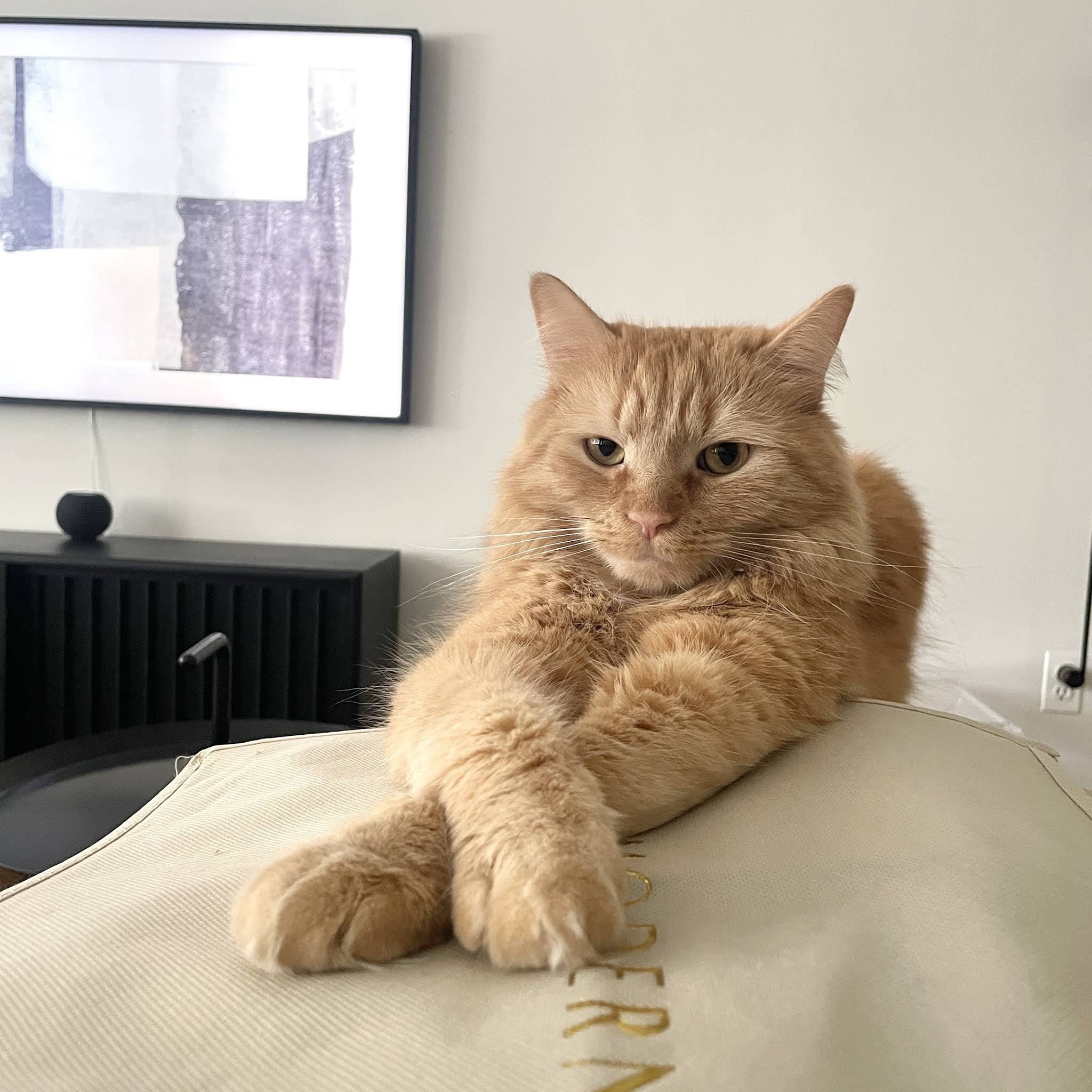 Post from Oh Charlie Cat