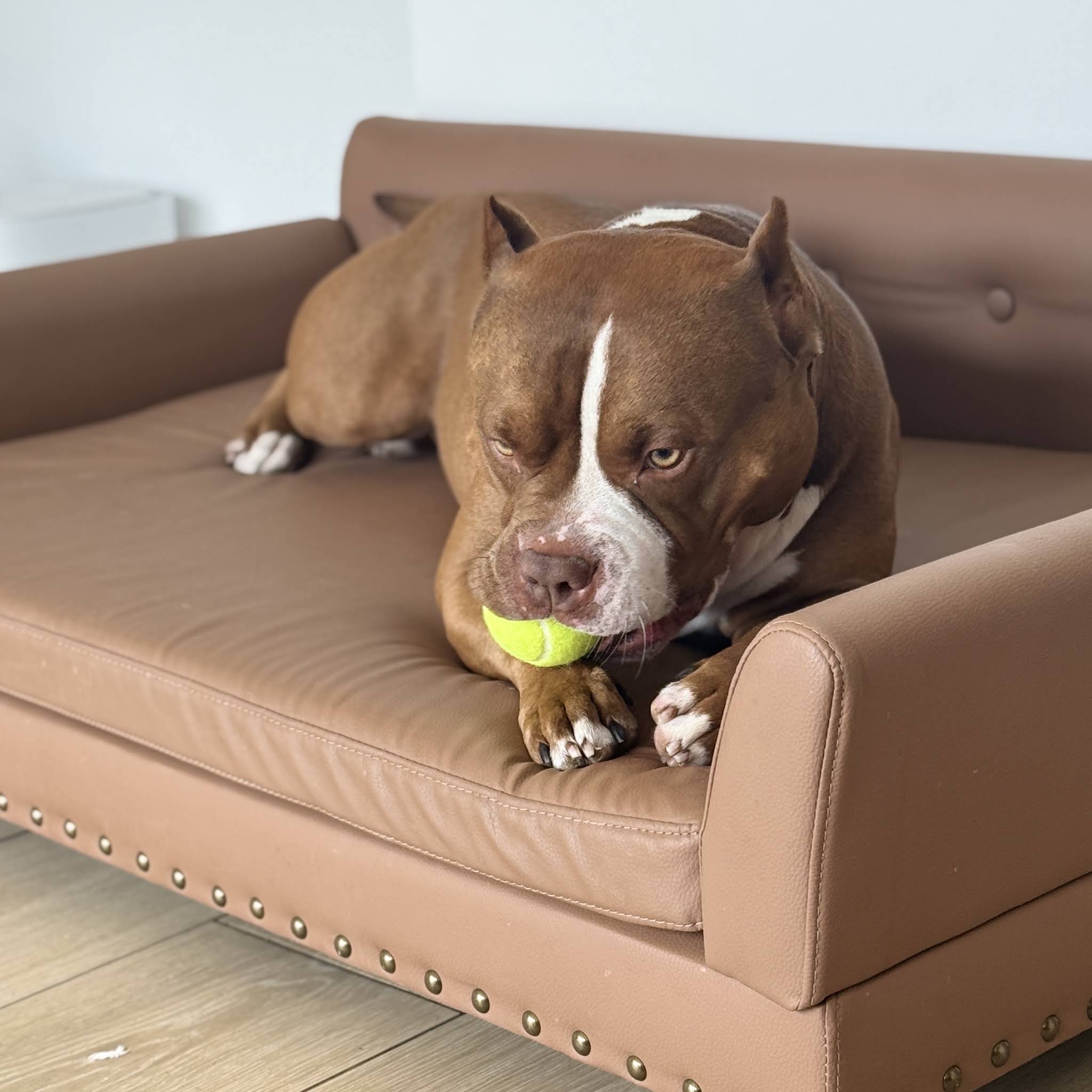Post from Chocodogger