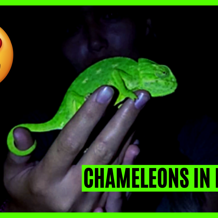 Post from Sterrin's Wild World