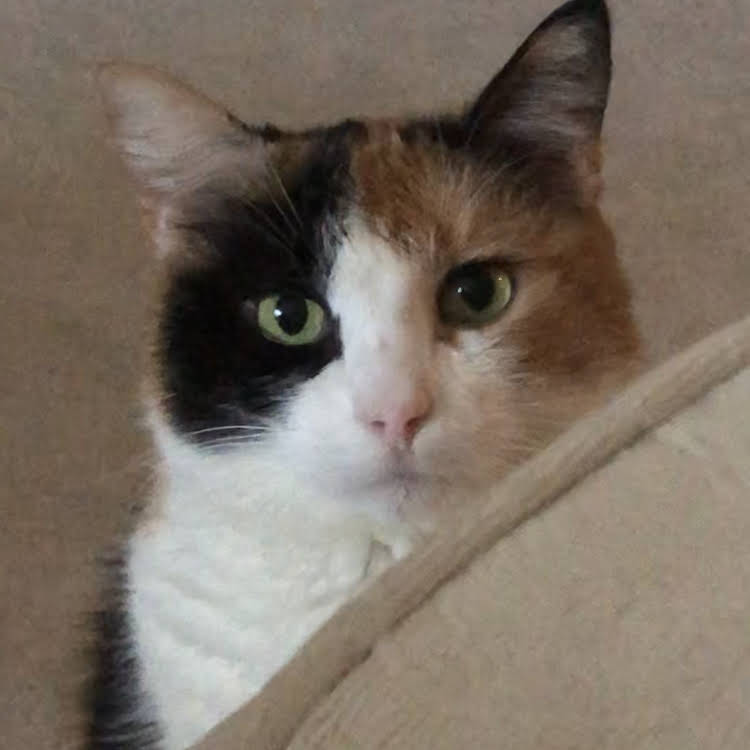 Post from Mochi the Calico