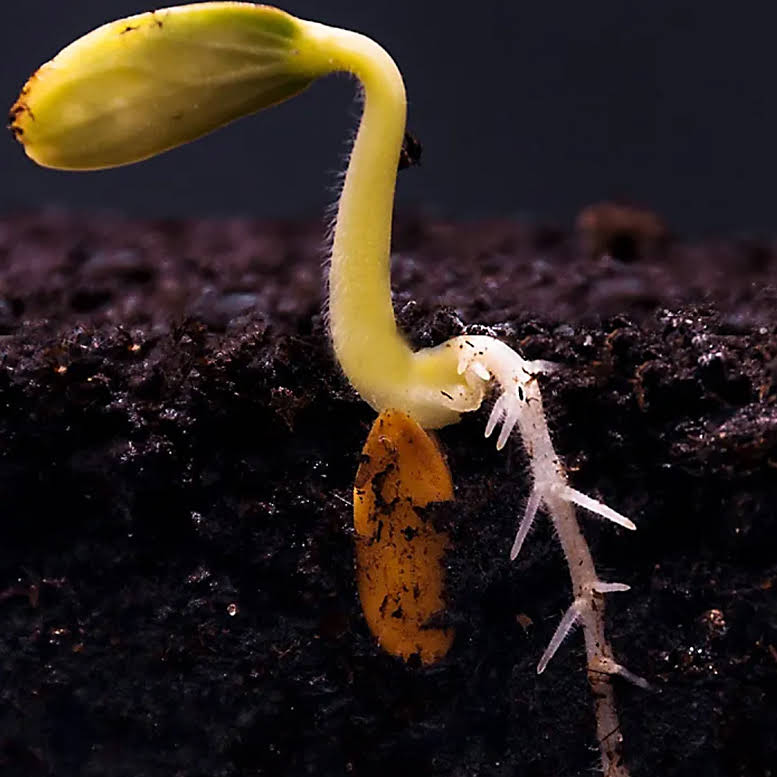Post from Temponaut Timelapse
