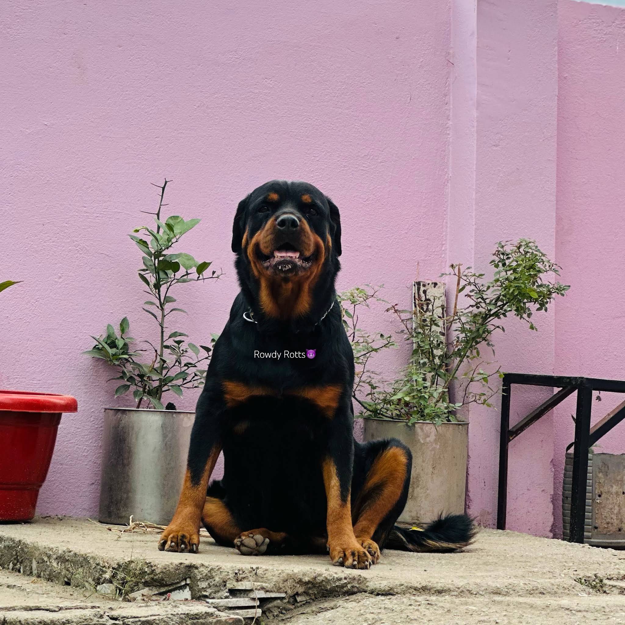 Post from Rowdy Rotts😈 (Uk04)