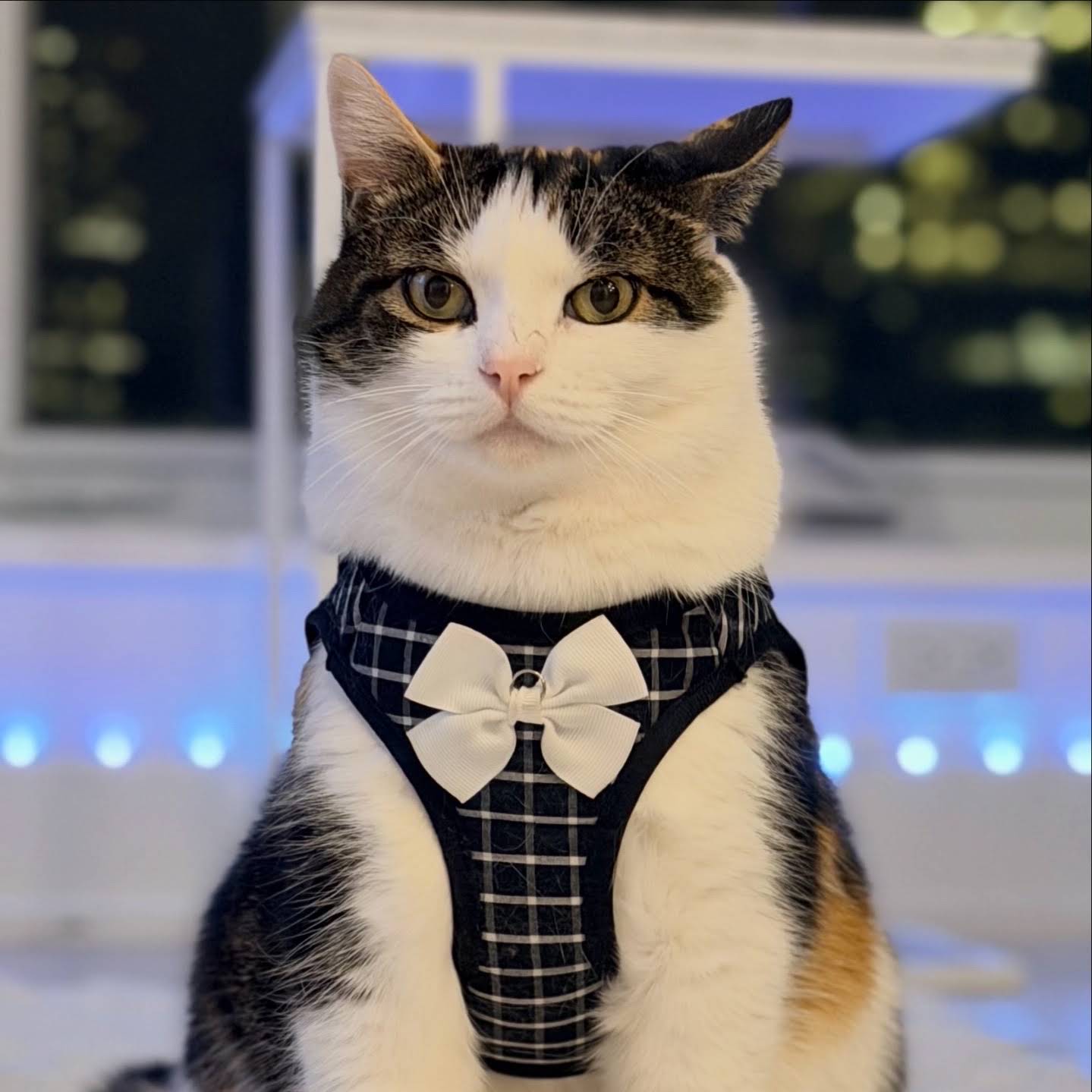 Post from Elie the hallway cat