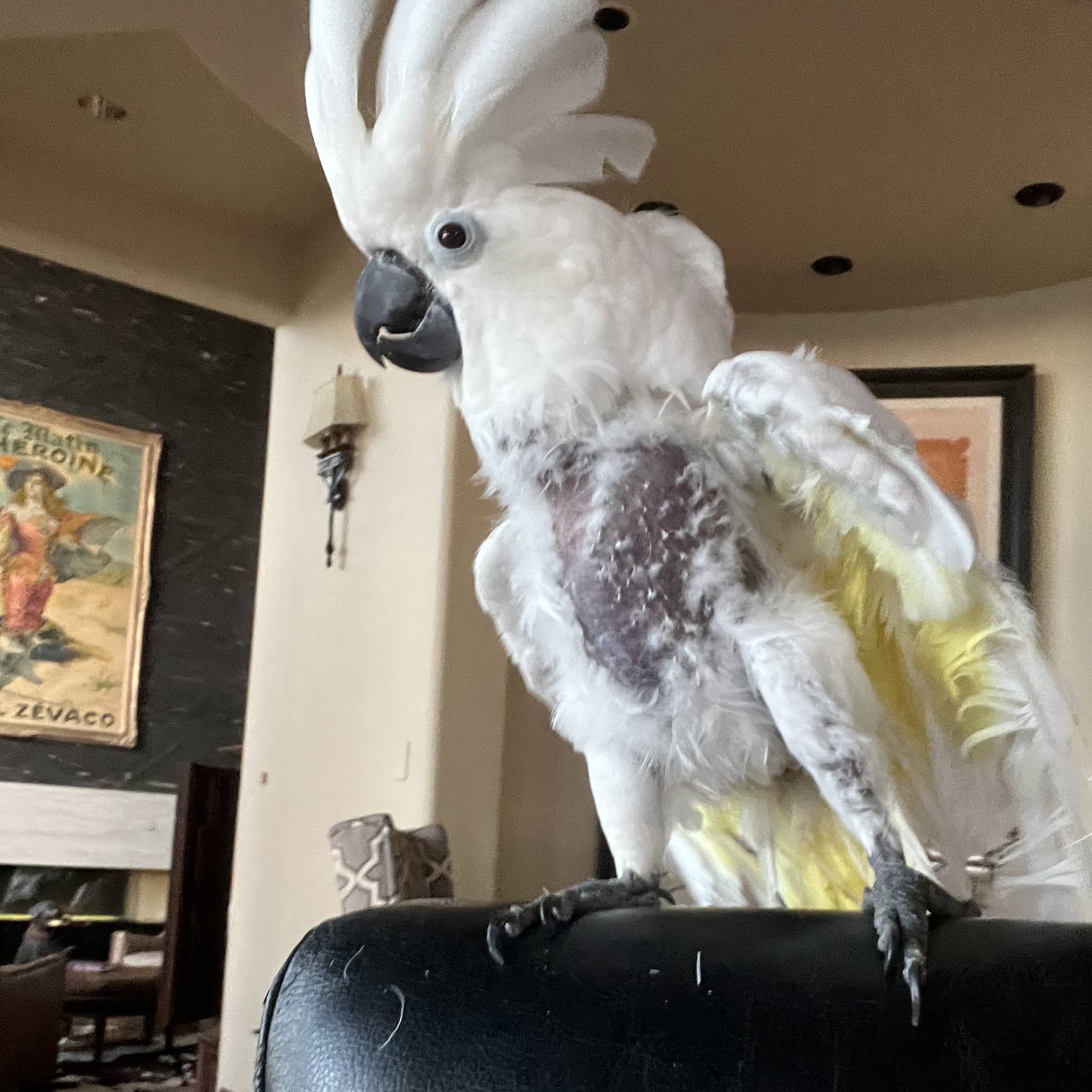 Post from The Parrot Lady