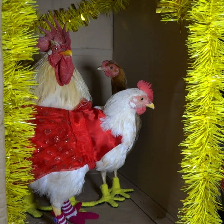 Post from 𝗟𝗶𝗻𝗼 𝗘𝗹 𝗚𝗮𝗹𝗹𝗼 𝗖𝗼𝗻 𝗕𝗼𝘁𝗮𝘀