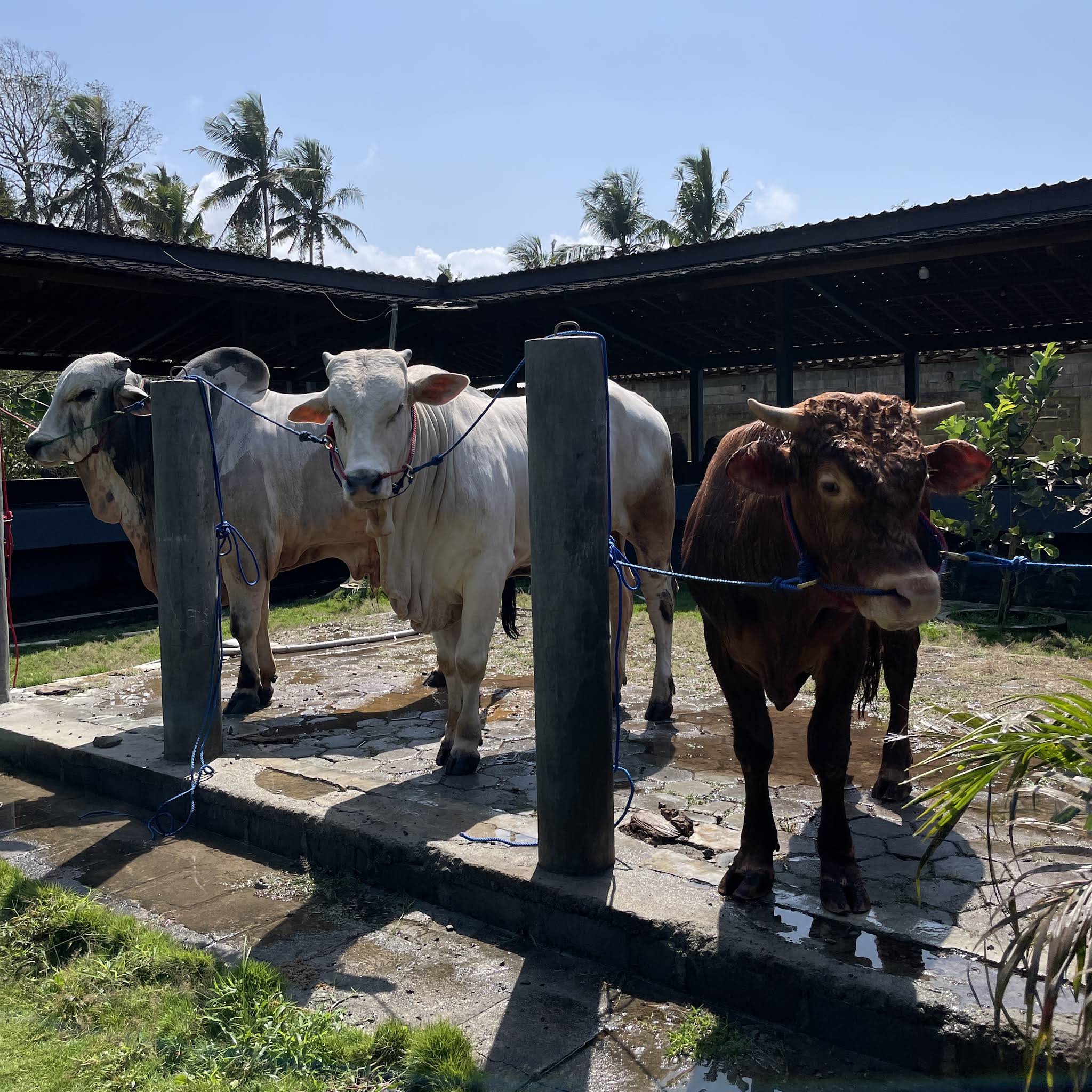 Post from Setia Farm