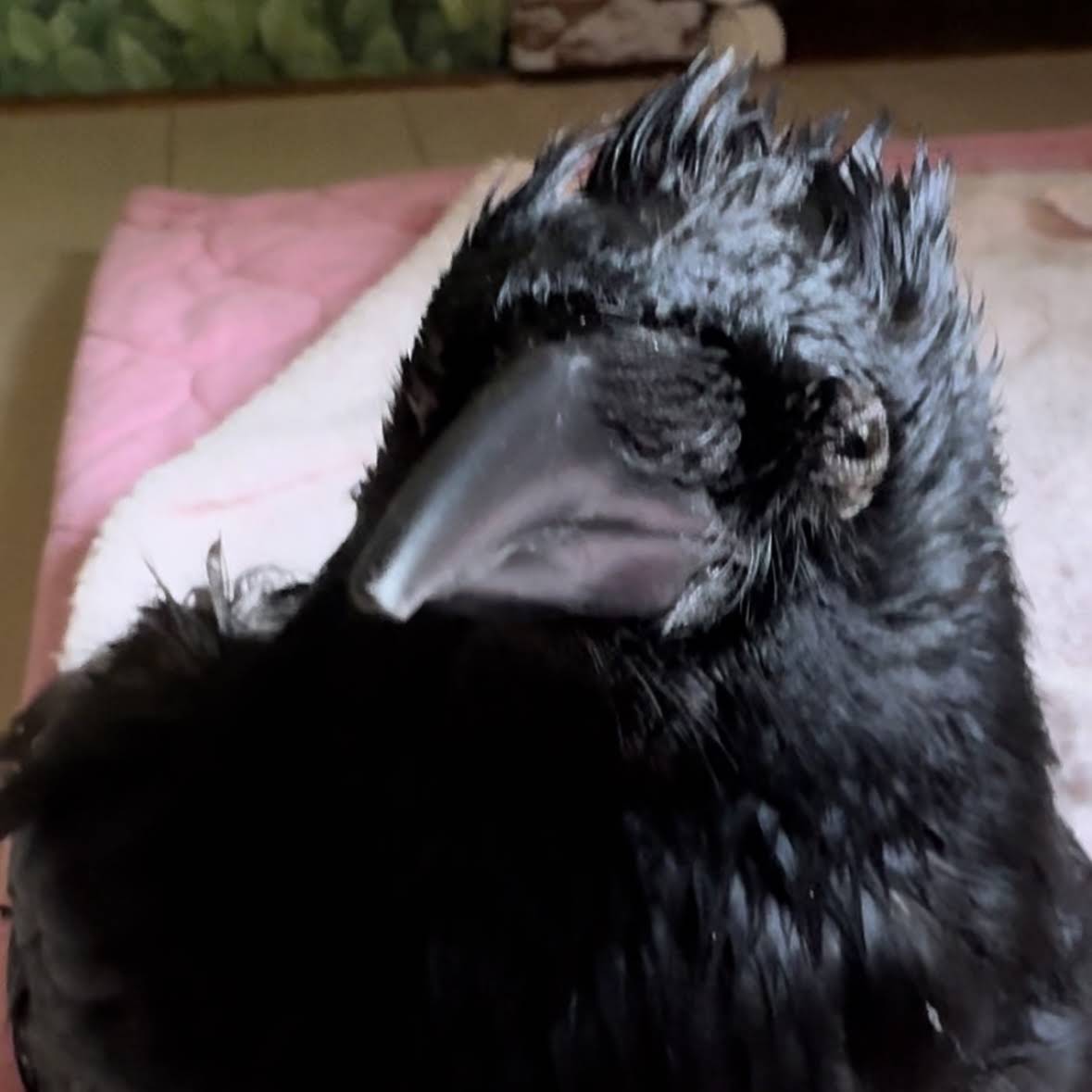 Post from Crow Kuppi