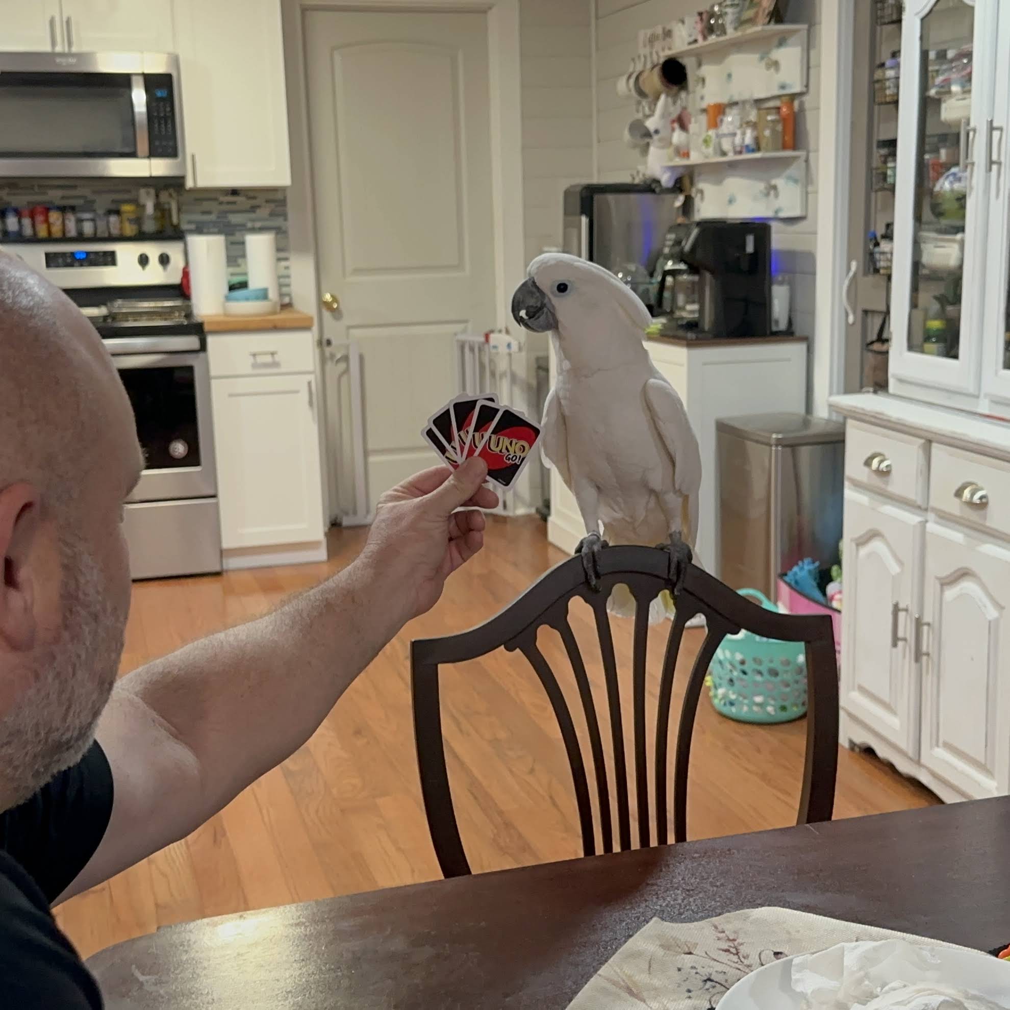 Post from Buster The Cockatoo