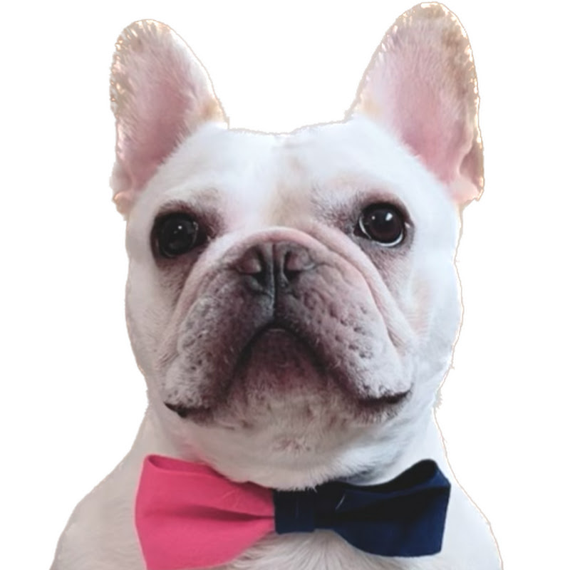 人気YouTuber、The Animal Buu 2ndの総収入は1000万円以上！？その収益を年収・時給まで徹底分析！