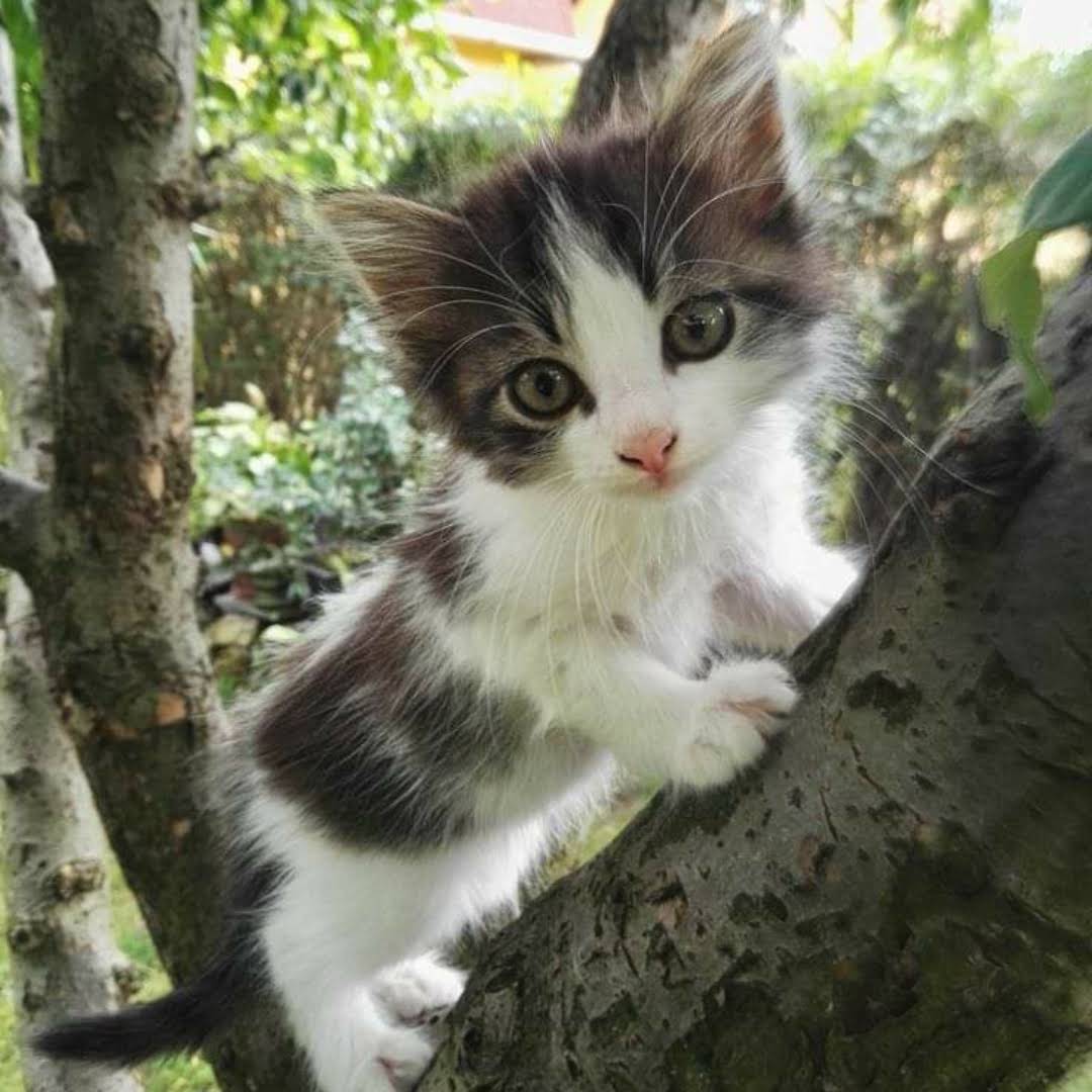 Post from Pretty Kittens