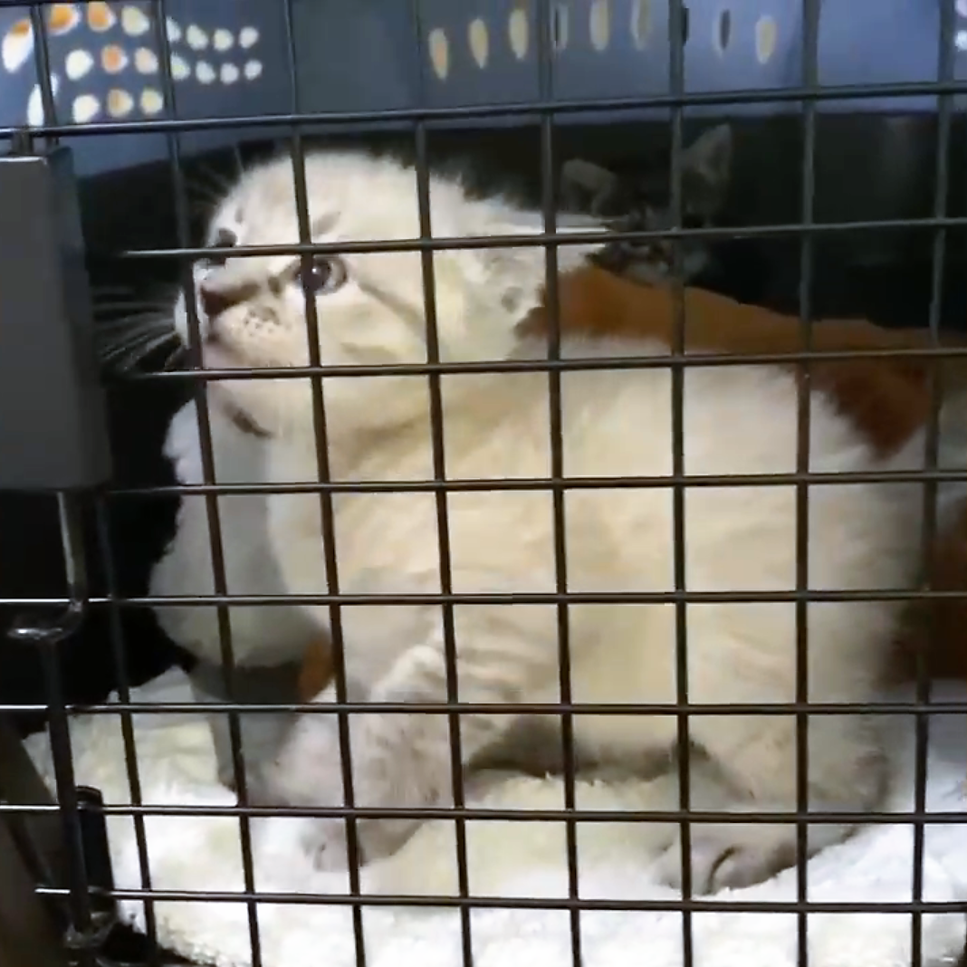 Post from Clara Shelter