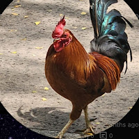 Post from Scrange 🐓