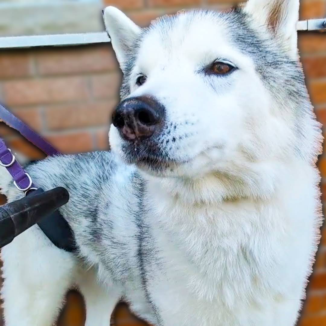 Post from Snow Dogs Vlogs