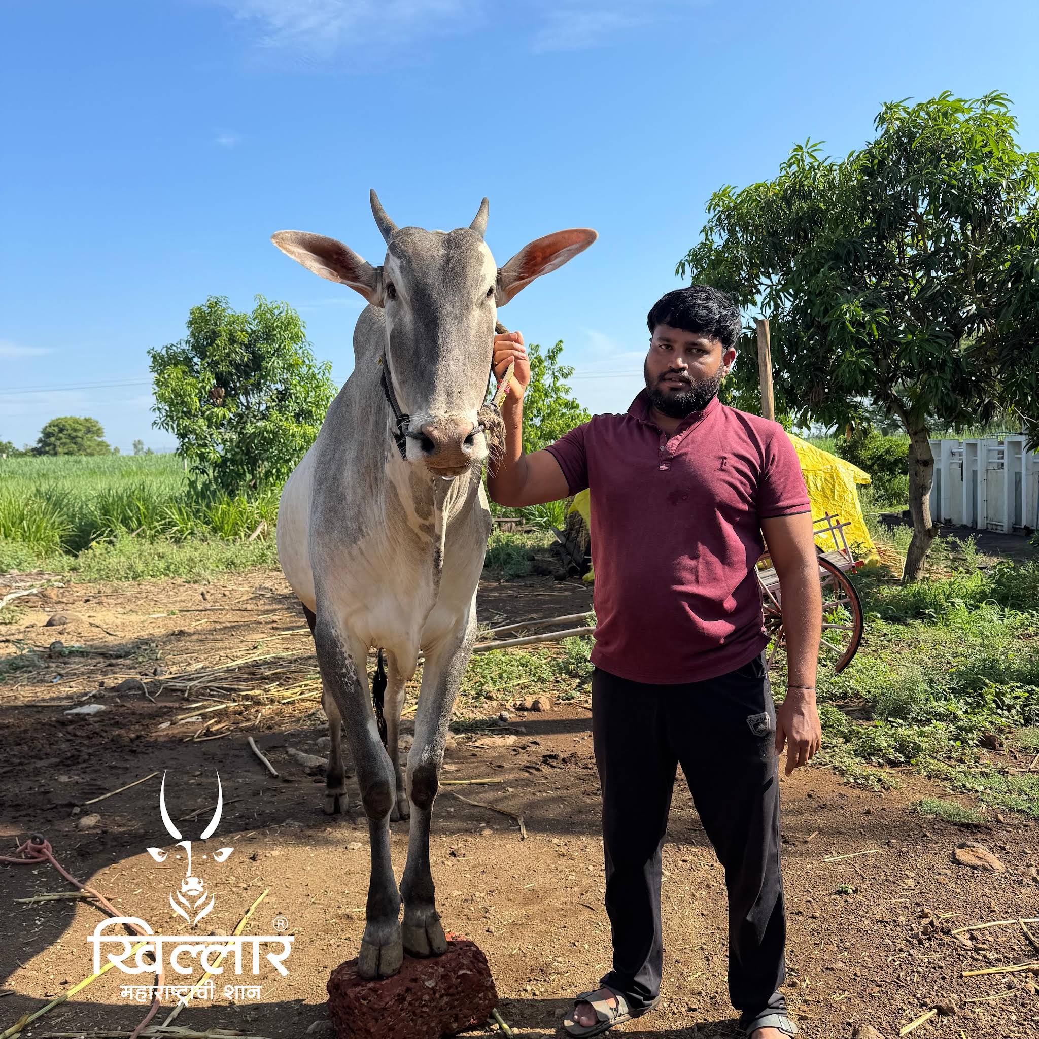 Post from Khillar Maharashtrachi Shaan