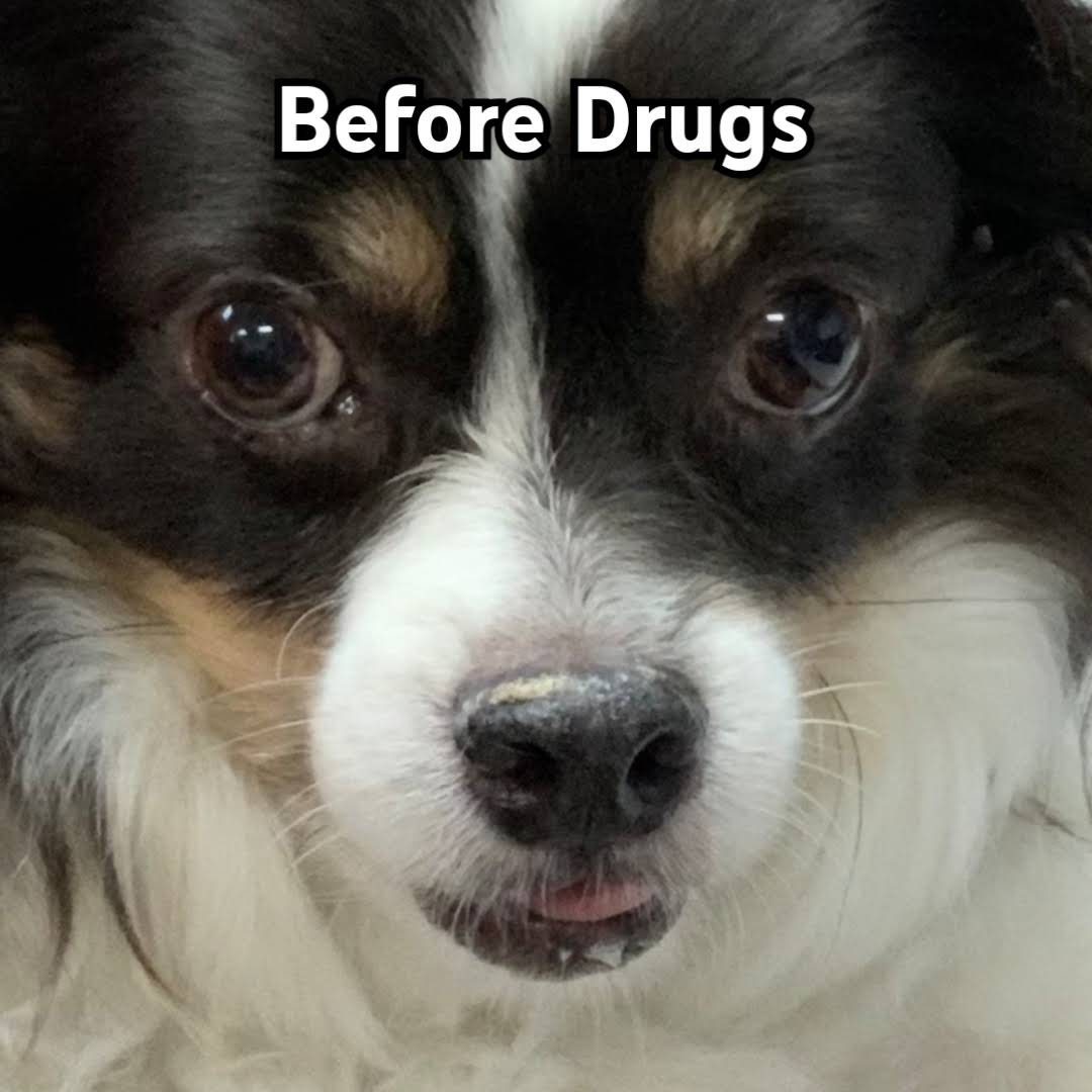 Post from DipperDog