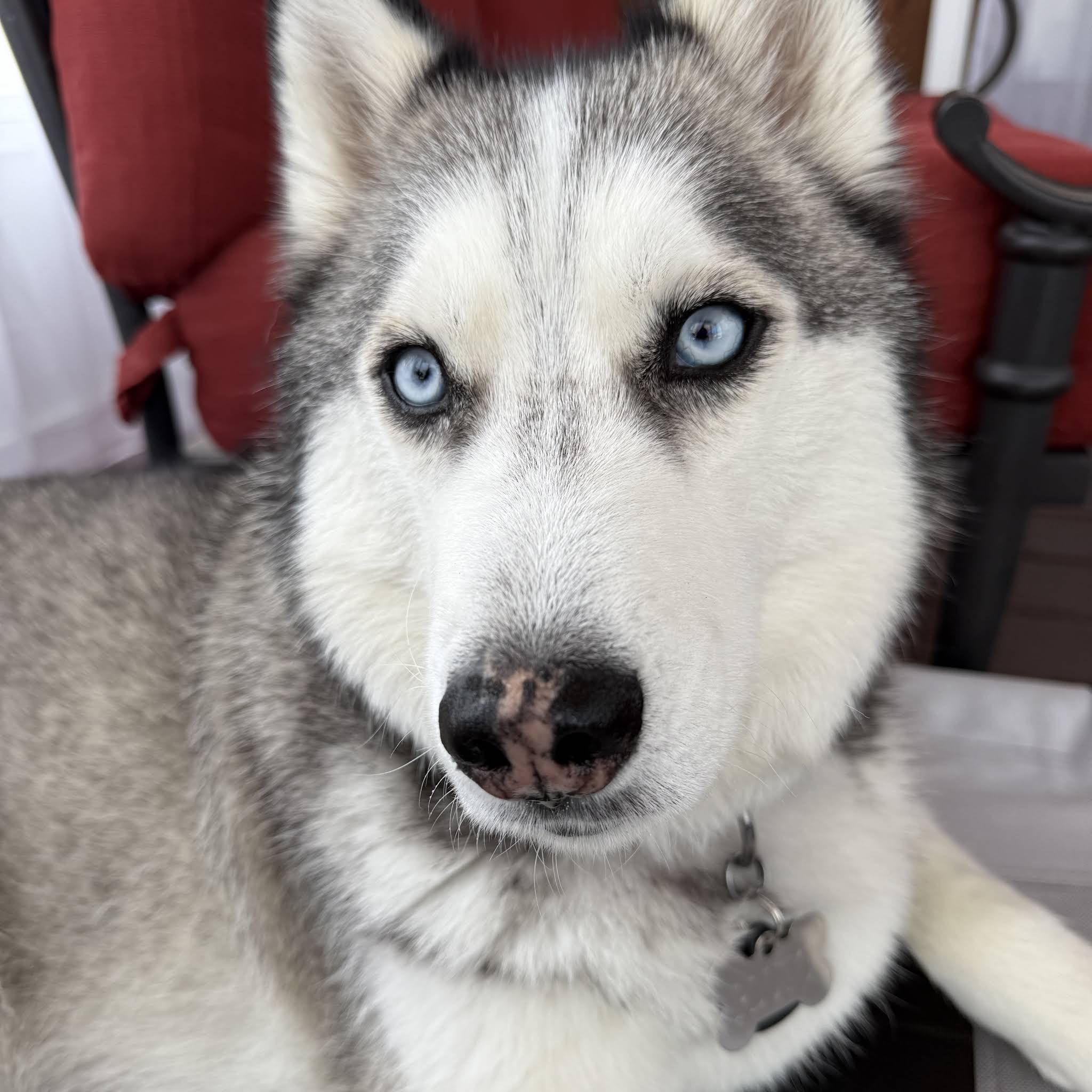 Post from Pluto The Husky