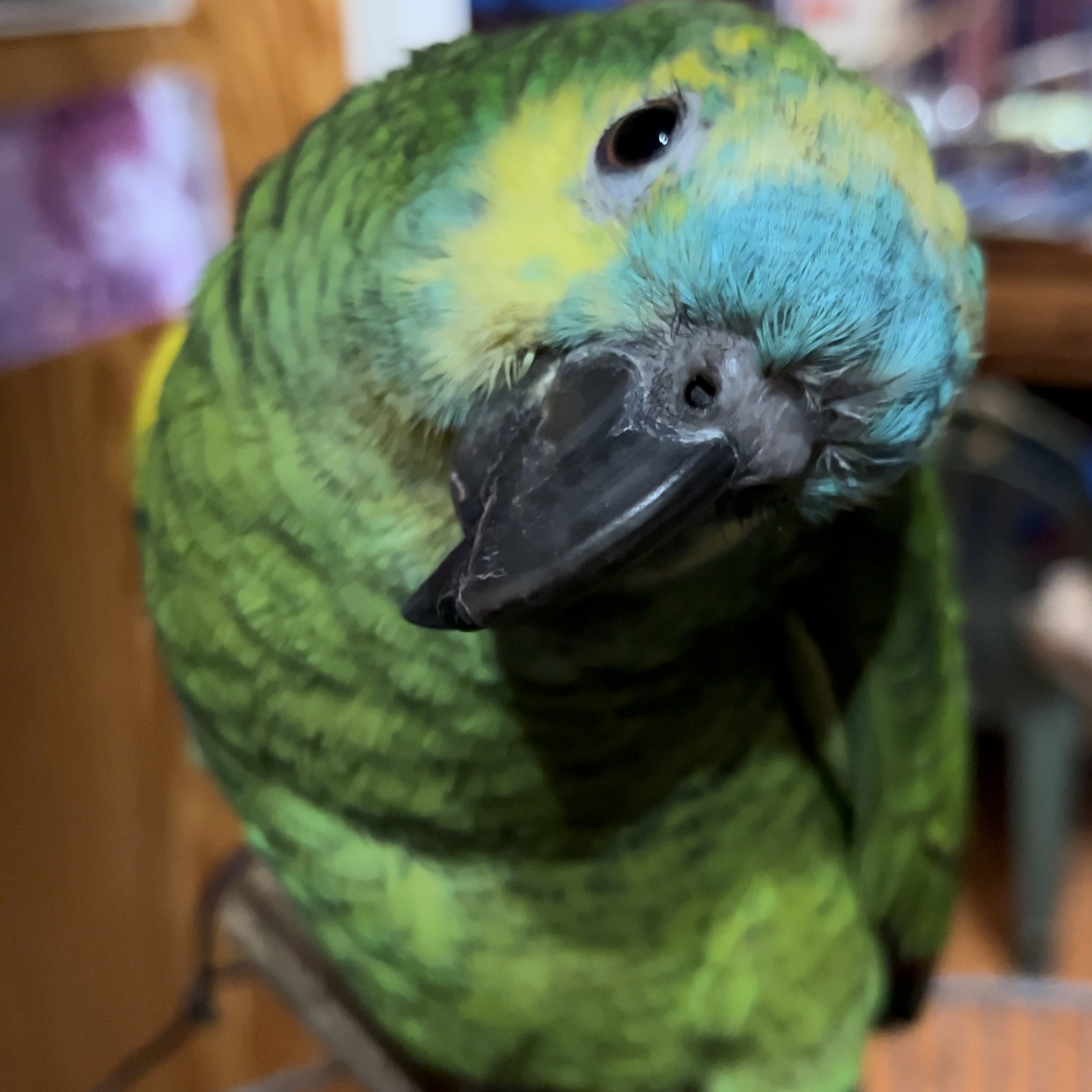 Post from El Carlitos Loro