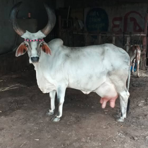 Post from kankrej.guzera cow