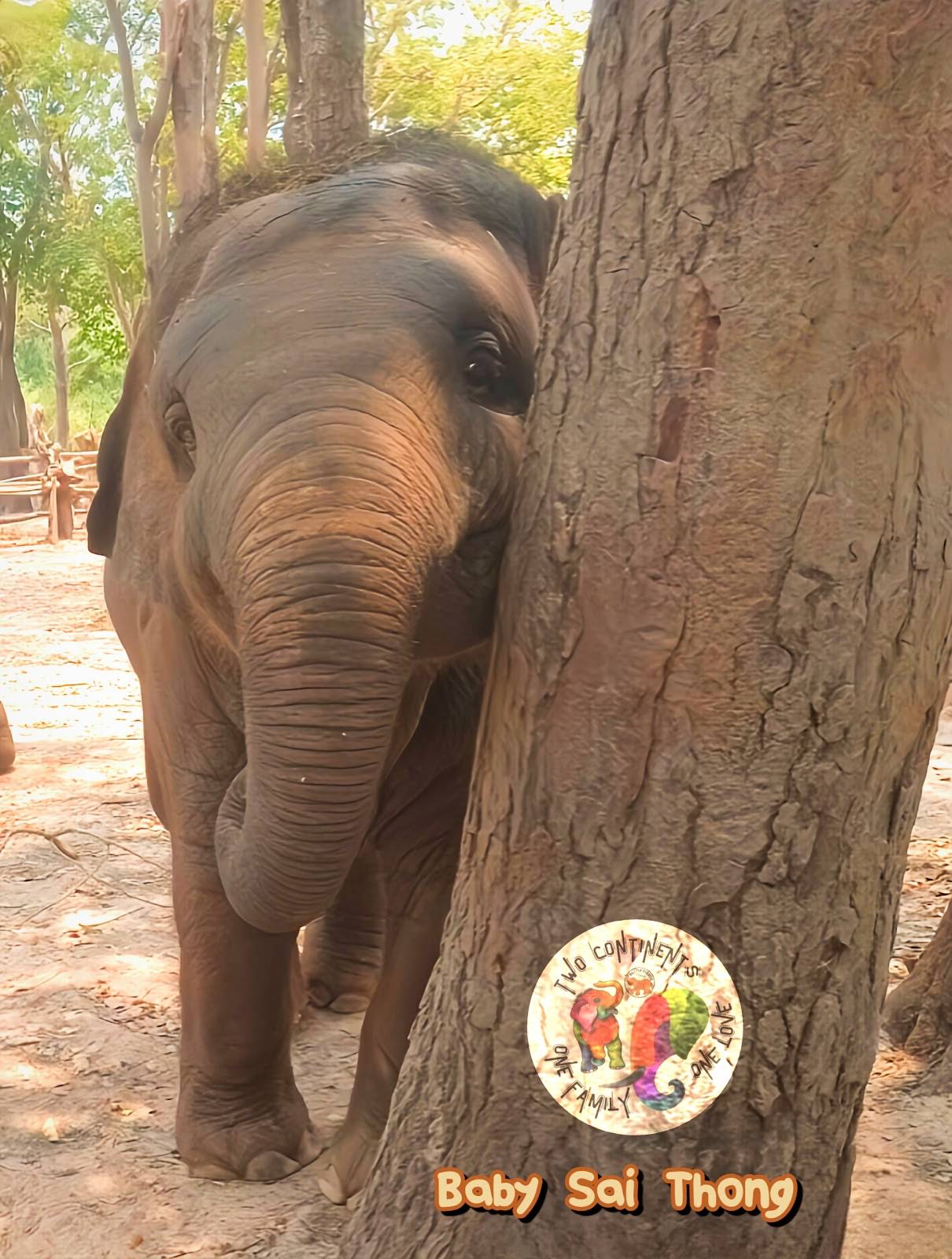 Potato Bug Baby Elephant : r/Elephants